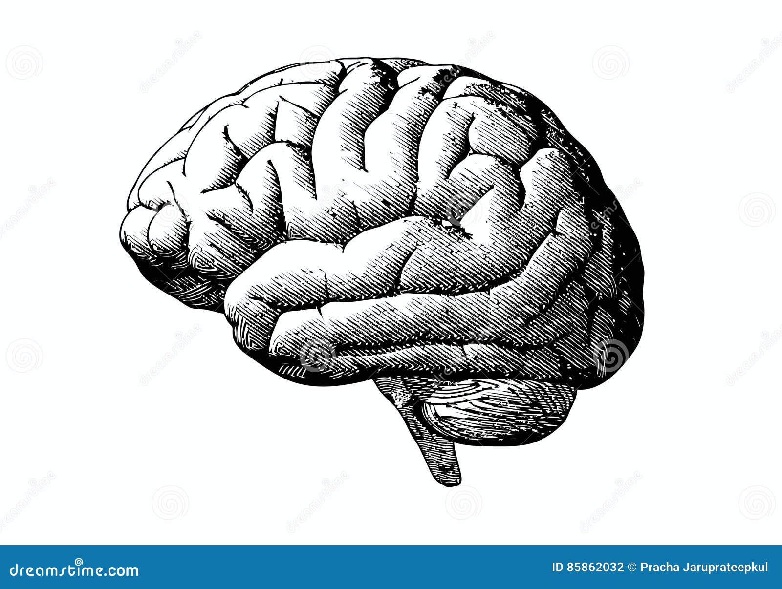 Cervello Dell'incisione Con Il Nero Sulla BG Bianca Illustrazione ...