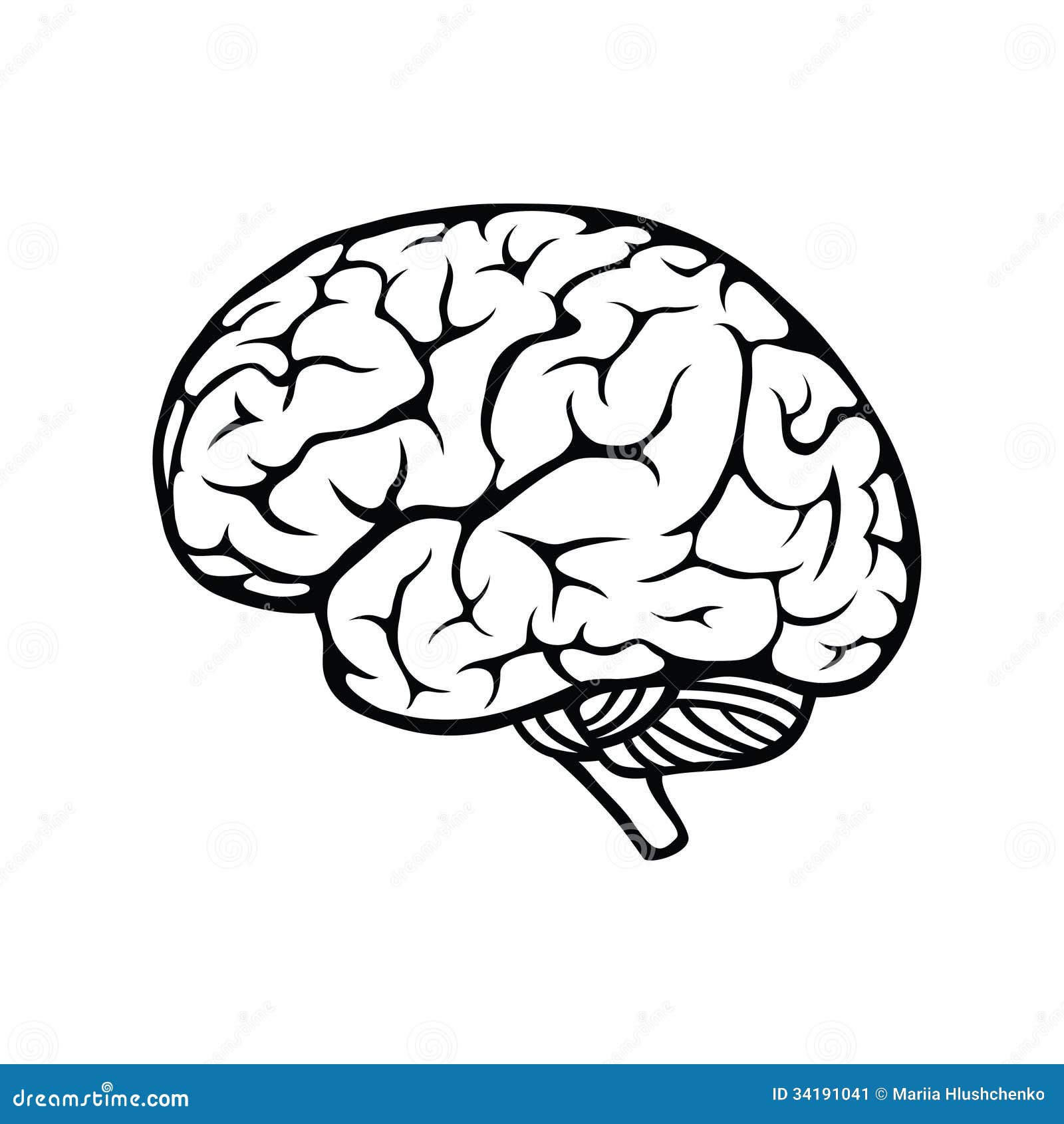 Cervello umano illustrazione vettoriale. Illustrazione di organo - 34191041