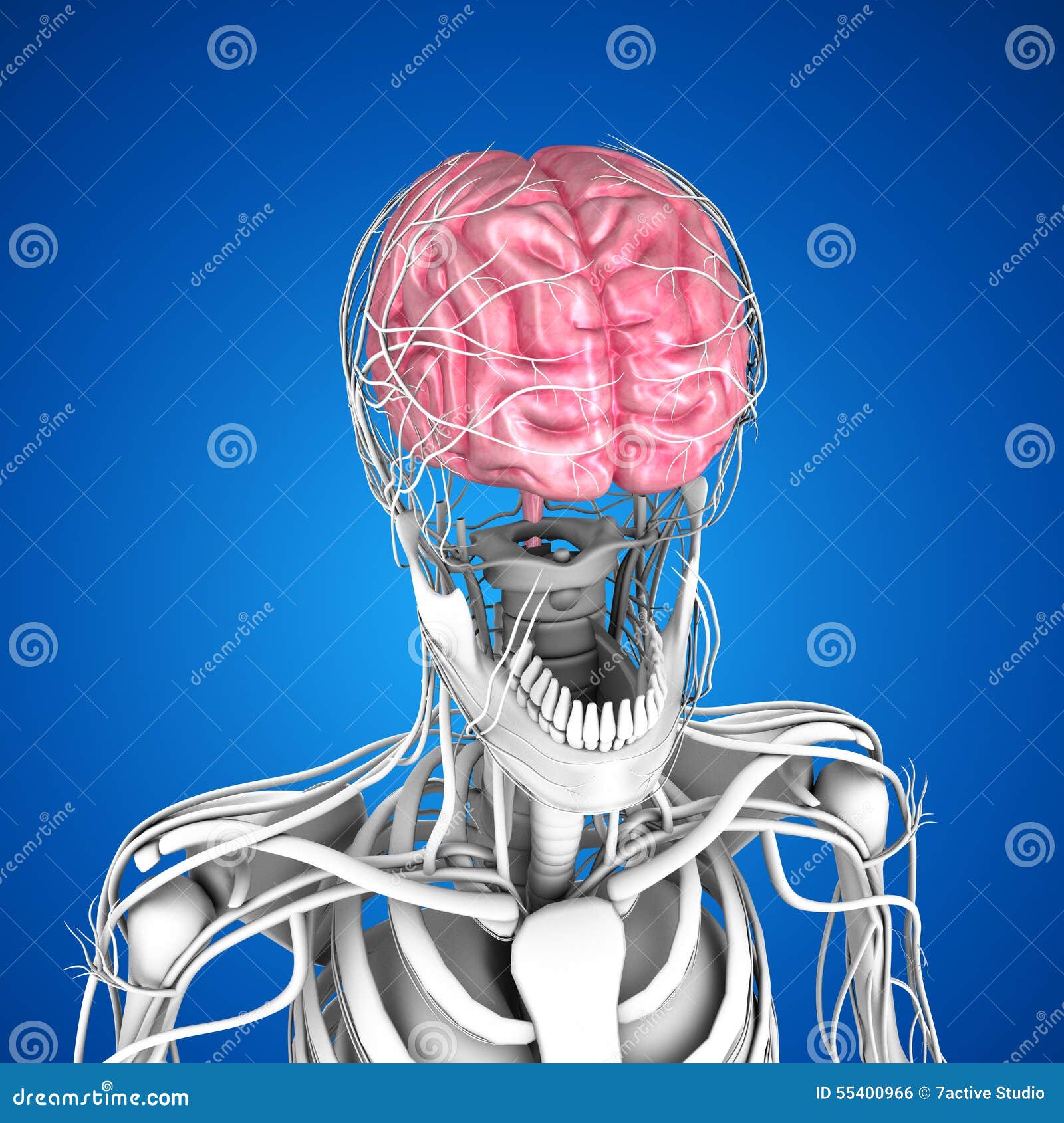 Cervello umano illustrazione di stock. Illustrazione di intellettuale ...