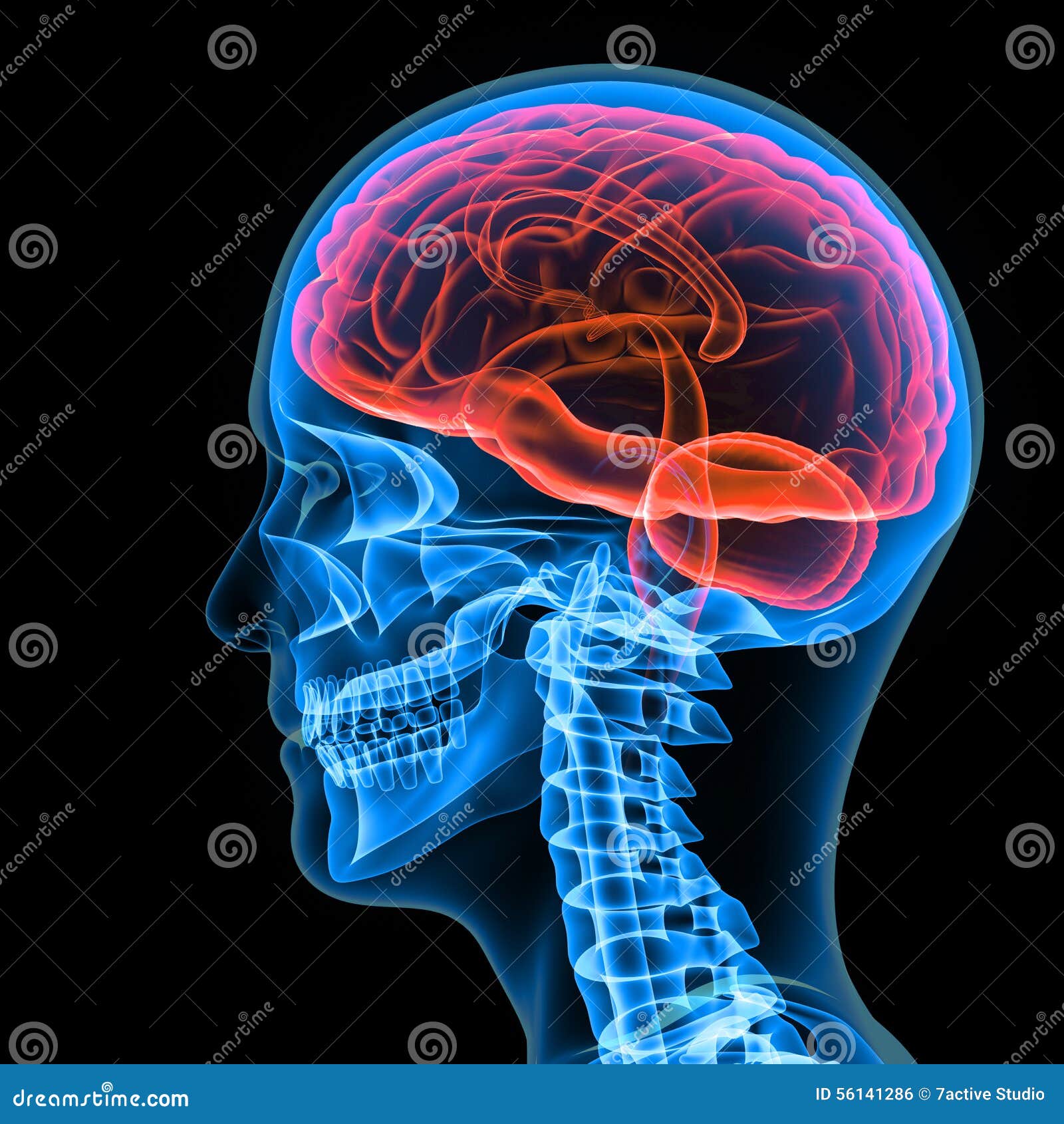 Cervello umano illustrazione di stock. Illustrazione di corpo - 56141286