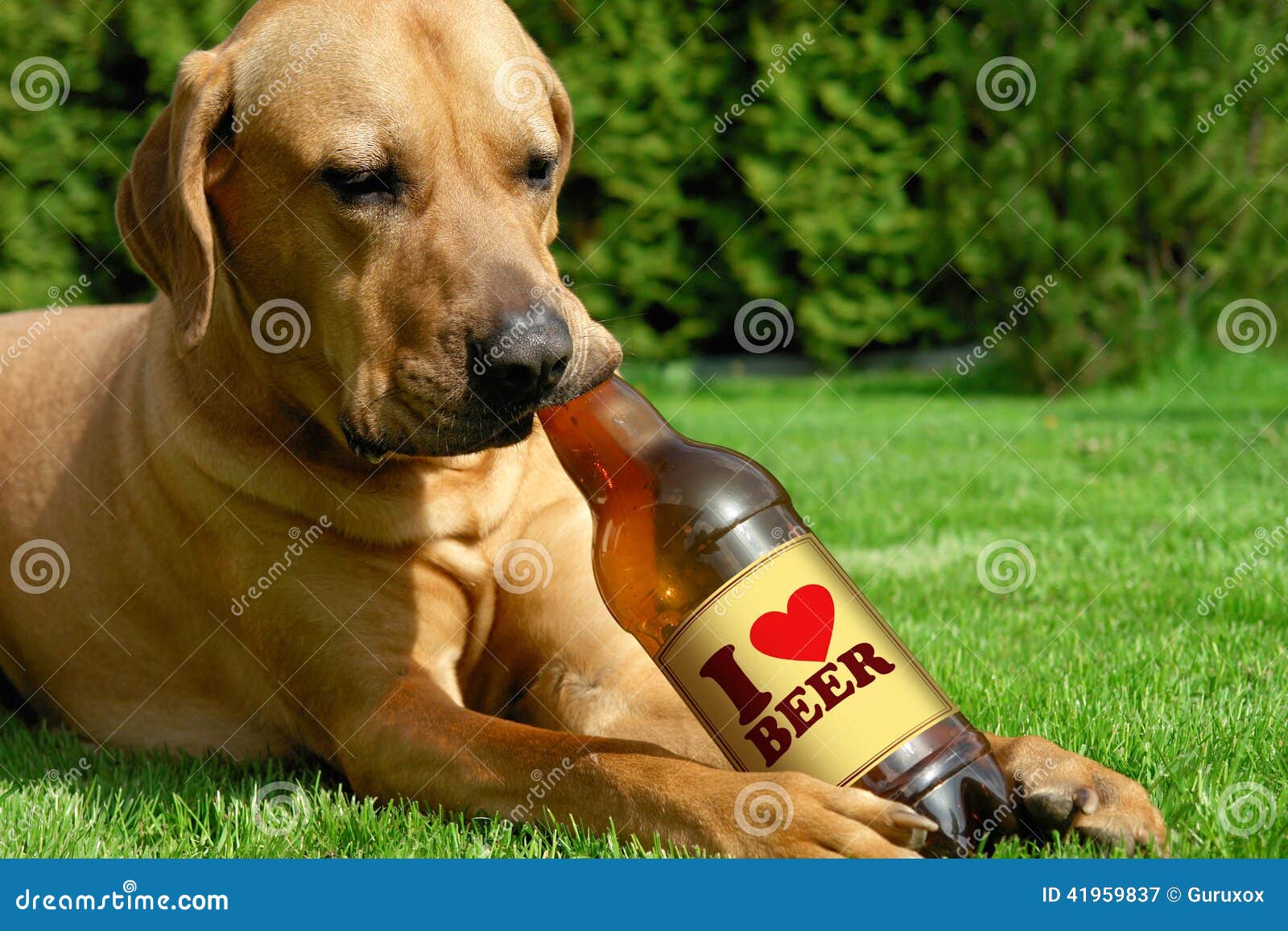 Cerveza De Consumici?n Del Perro Imagen de archivo - Imagen de adorable ...