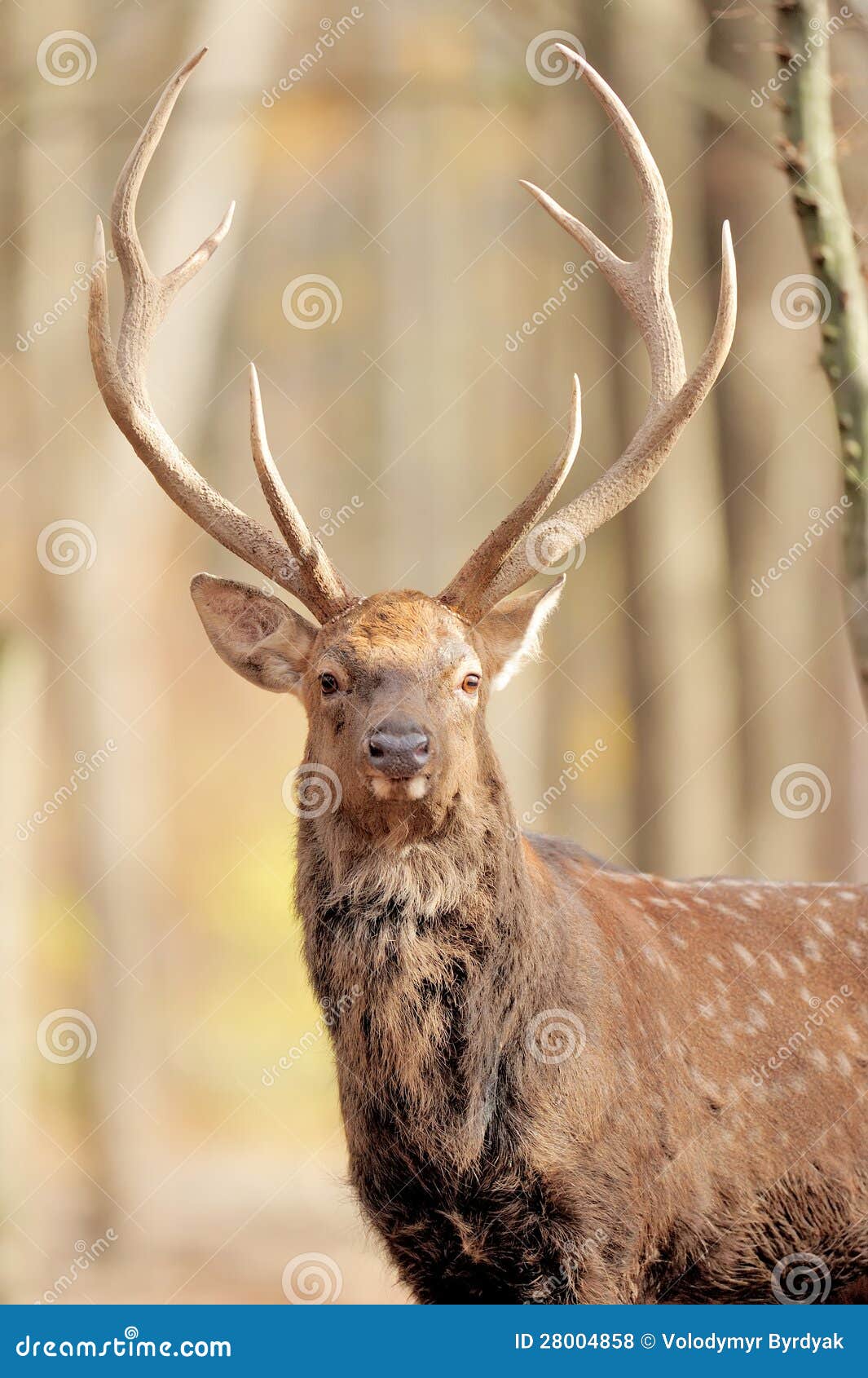 Cervi fotografia stock. Immagine di pelliccia, cervi - 28004858