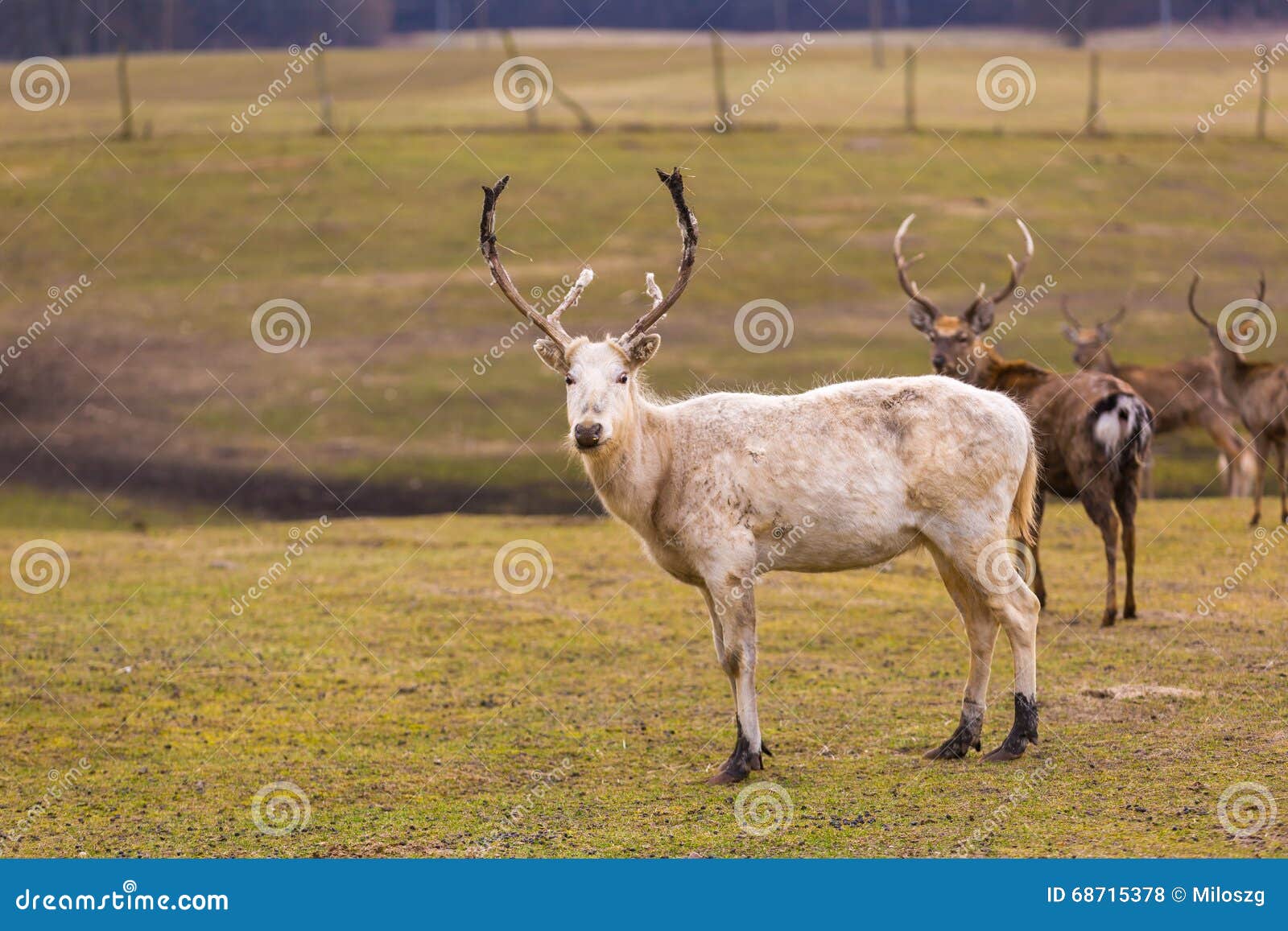 Cervi Cinesi - I Cervi Di David Fotografia Stock - Immagine di mosca ...
