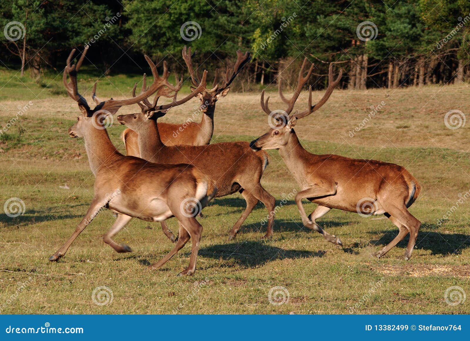 Cervi con i grandi corni immagine stock. Immagine di cacciatore - 13382499