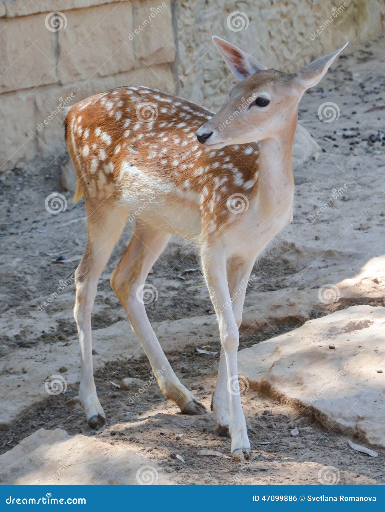 Cervi in Giardino Zoologico Fotografia Stock - Immagine di natura, nave ...