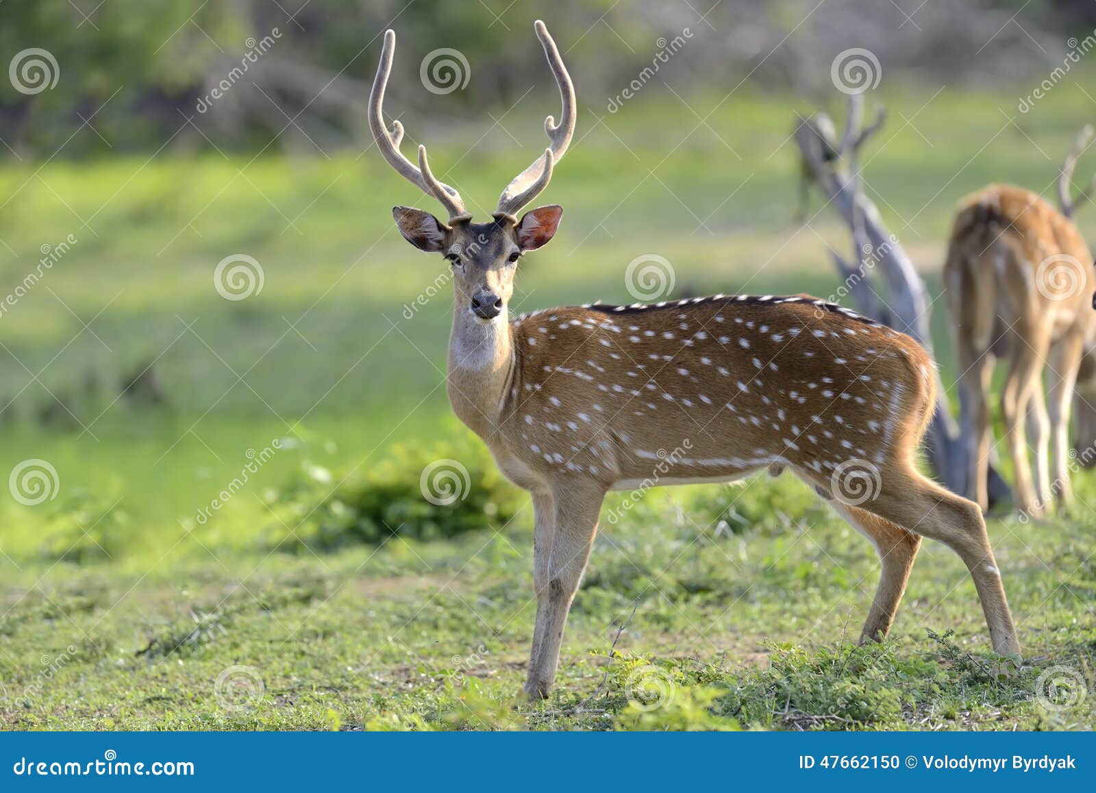 Cervi macchiati selvaggi fotografia stock. Immagine di erbivoro - 47662150
