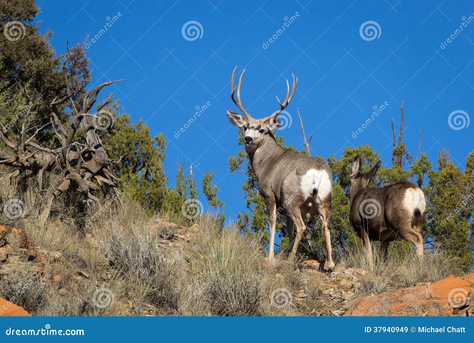 Cervi muli immagine stock. Immagine di prateria, montagne - 37940949