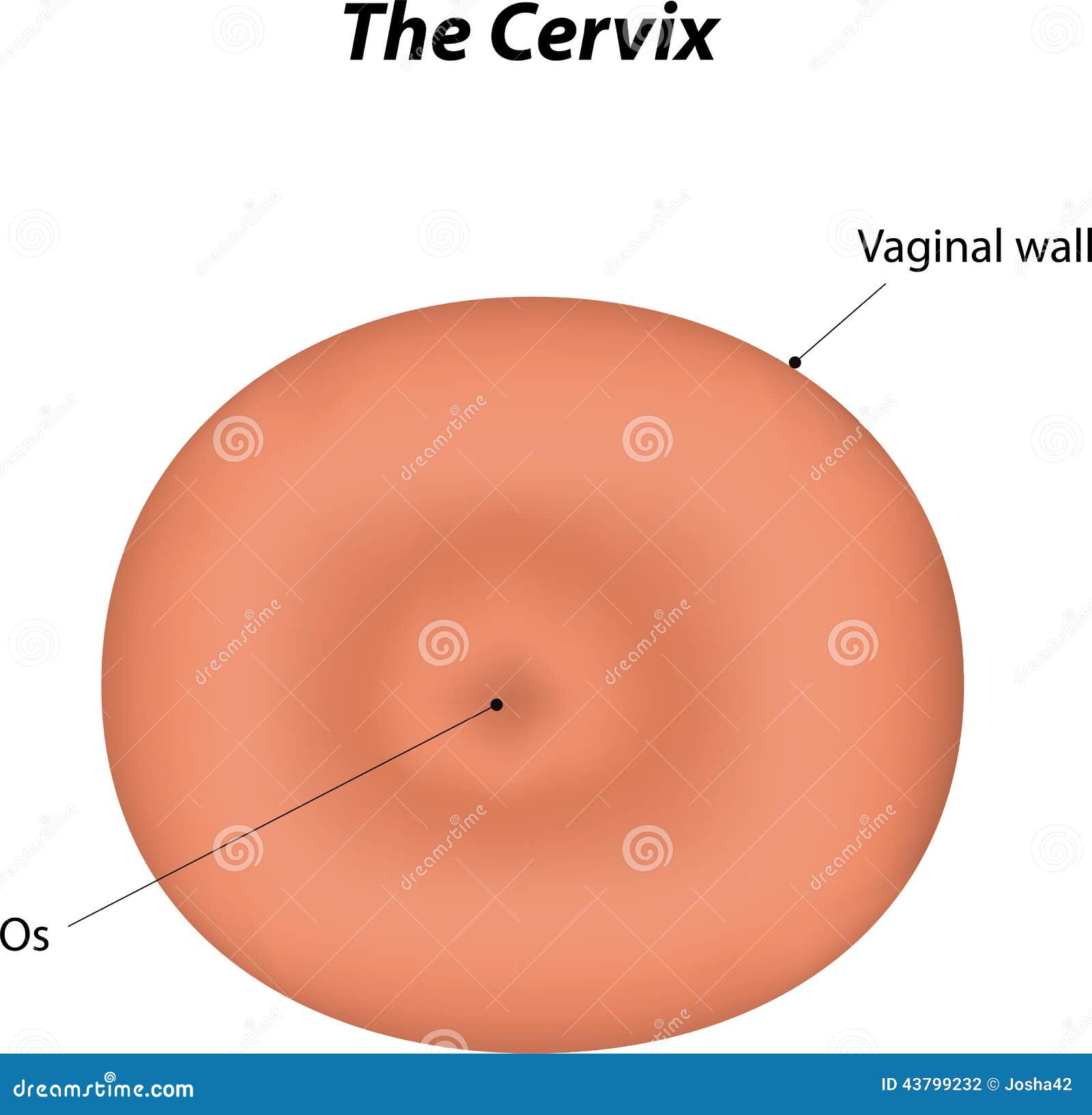 The Cervic Stock Vector Illustration Of Vagine Reproductive 43799232