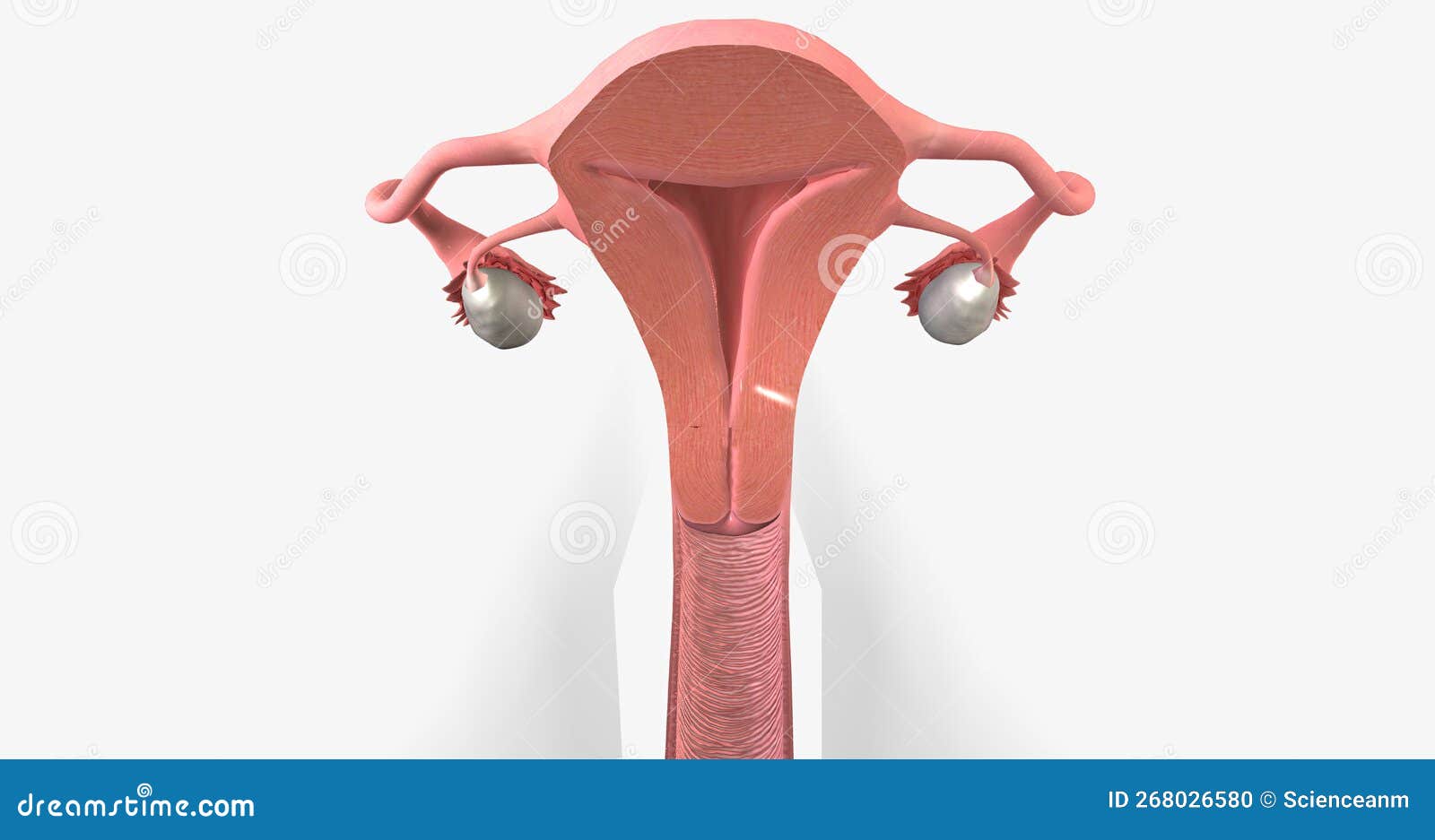 Cervical Cancer is a Disease that Affects the Cervix, Characterized by ...