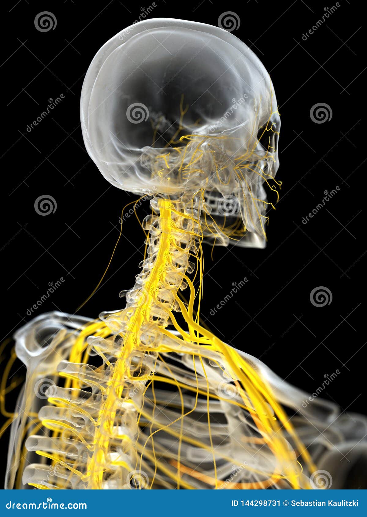 The cervical nerves stock illustration. Illustration of nerves - 144298731