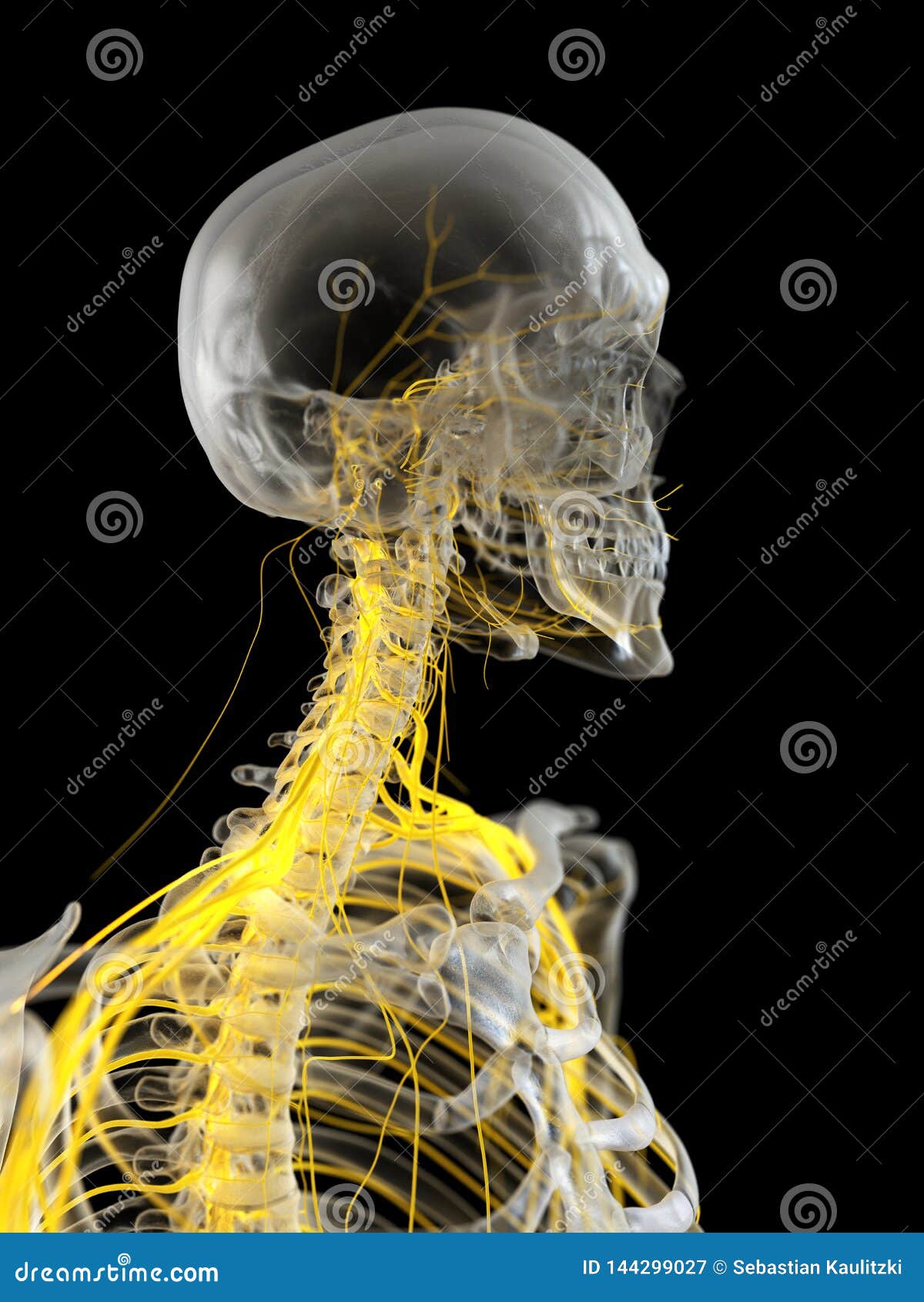 The cervical nerves stock illustration. Illustration of anatomy - 144299027