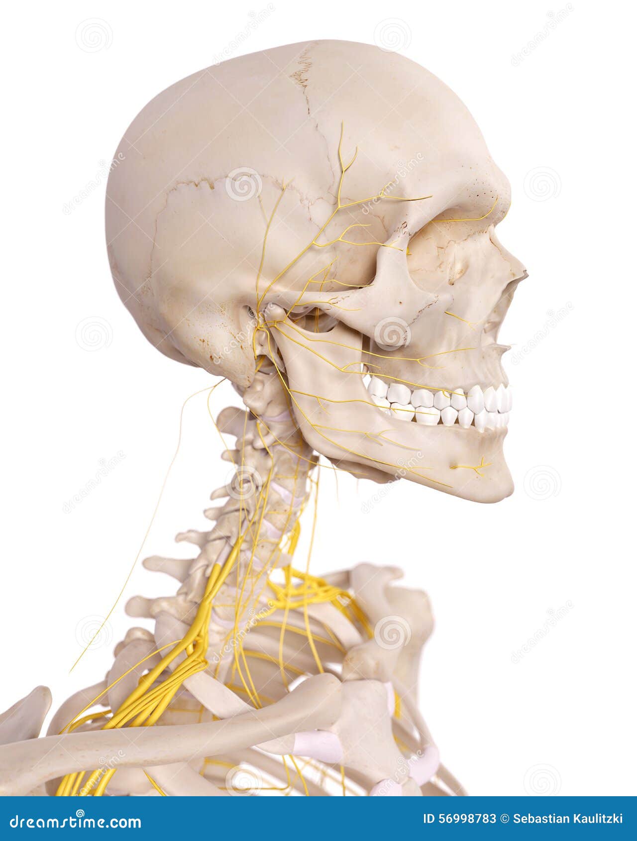 The Cervical Nerves Royalty-Free Illustration | CartoonDealer.com #56998896