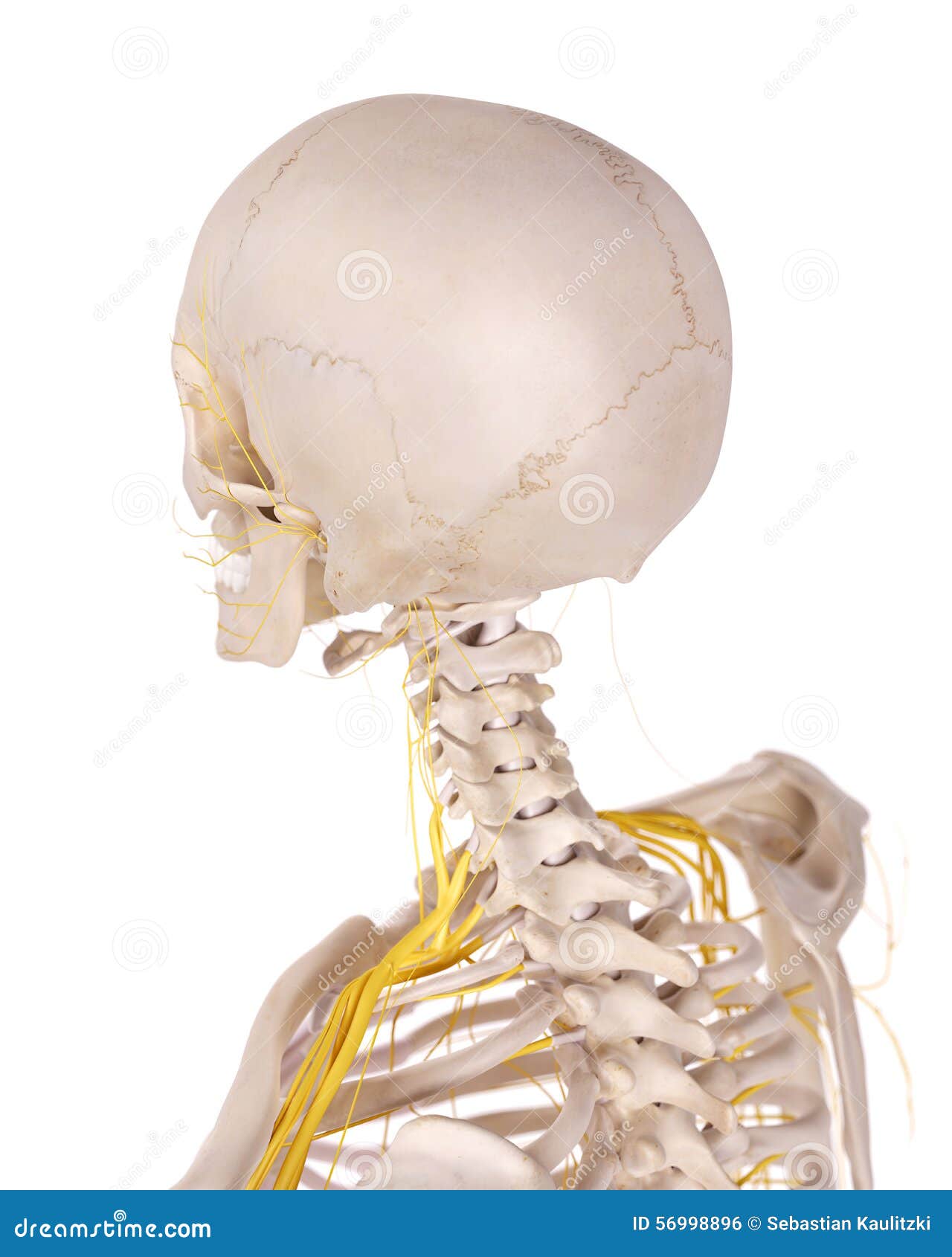 The Cervical Nerves Royalty-Free Illustration | CartoonDealer.com #56998896