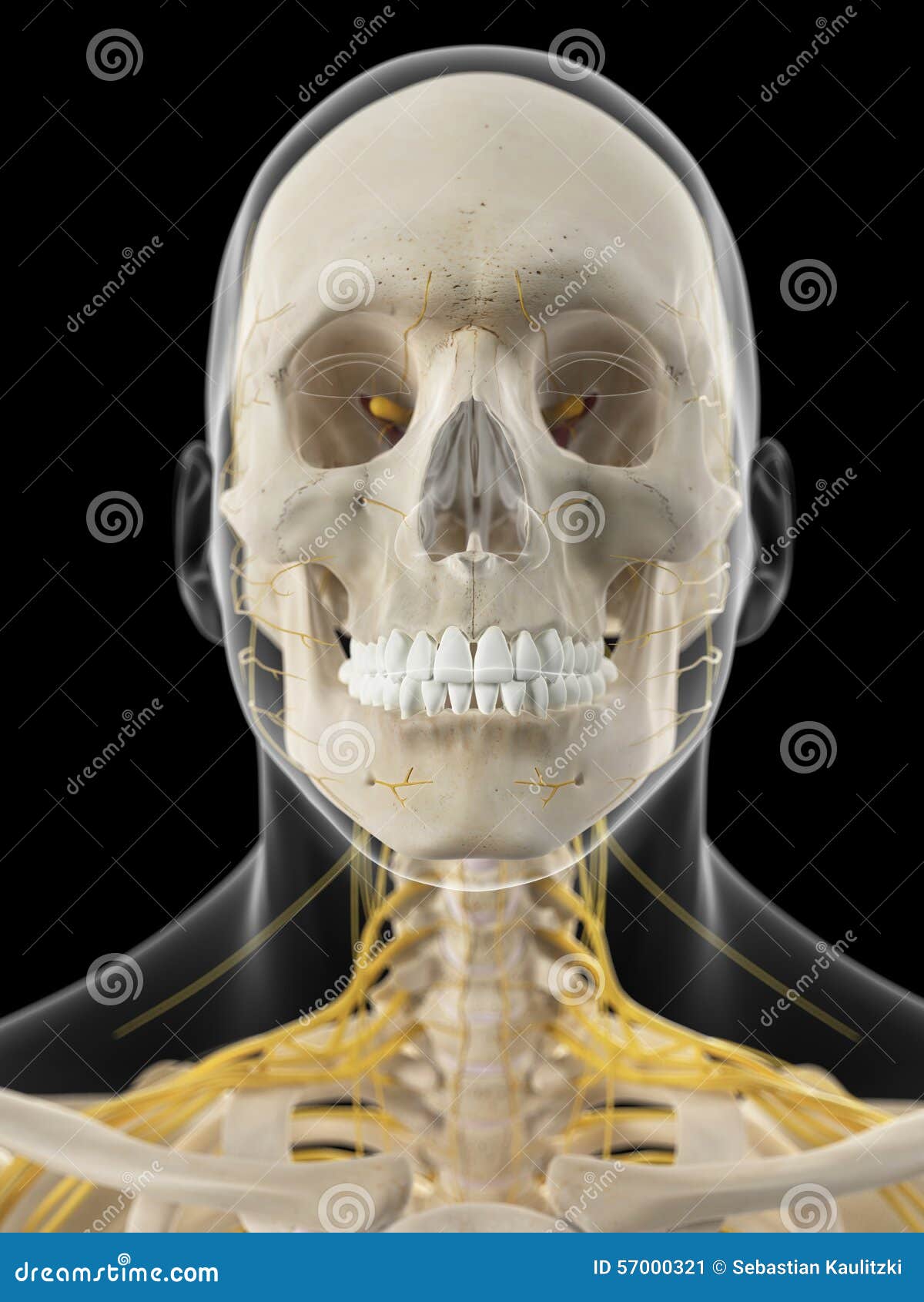 The cervical nerves stock illustration. Illustration of medical - 57000321