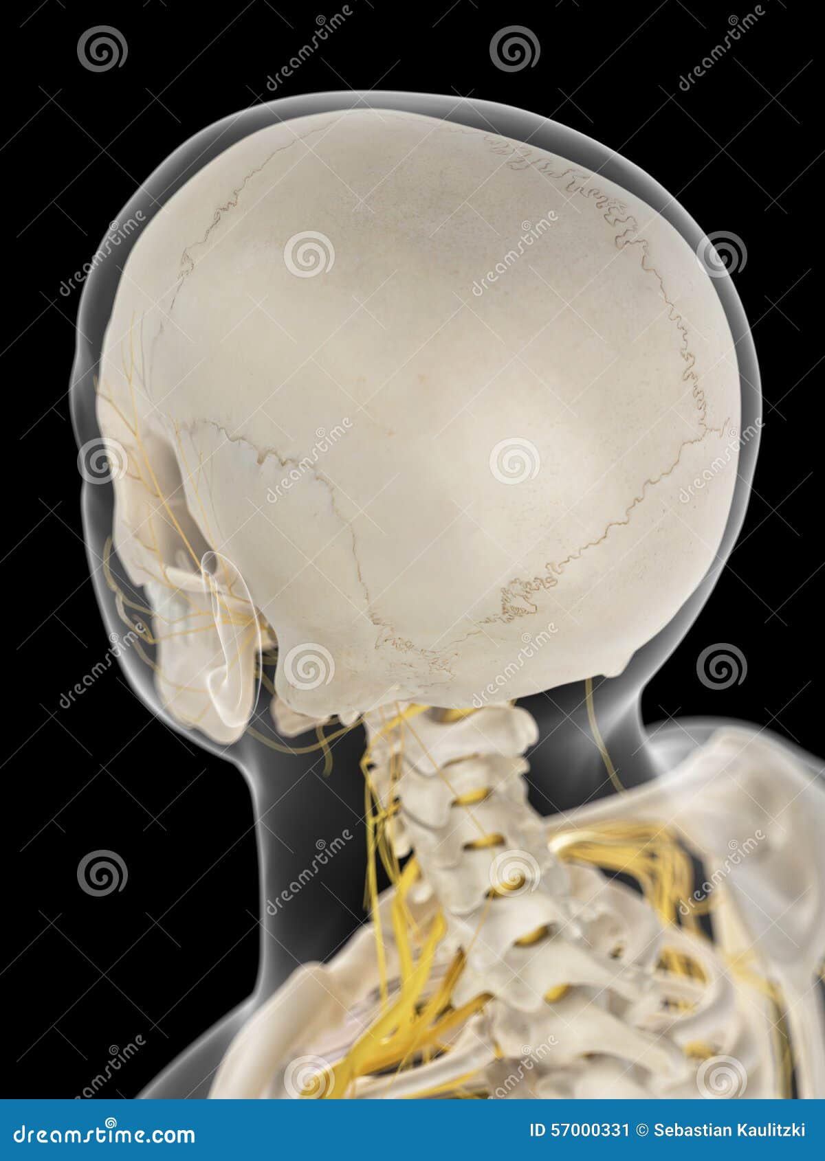 The cervical nerves stock illustration. Illustration of system - 57000331