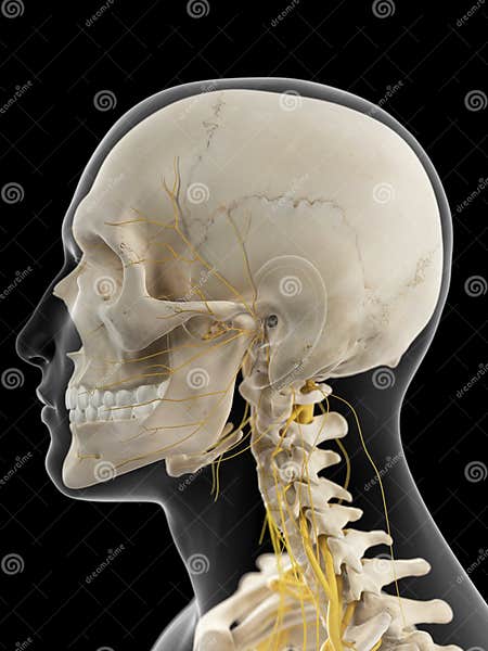 The cervical nerves stock illustration. Illustration of nerves - 57000771