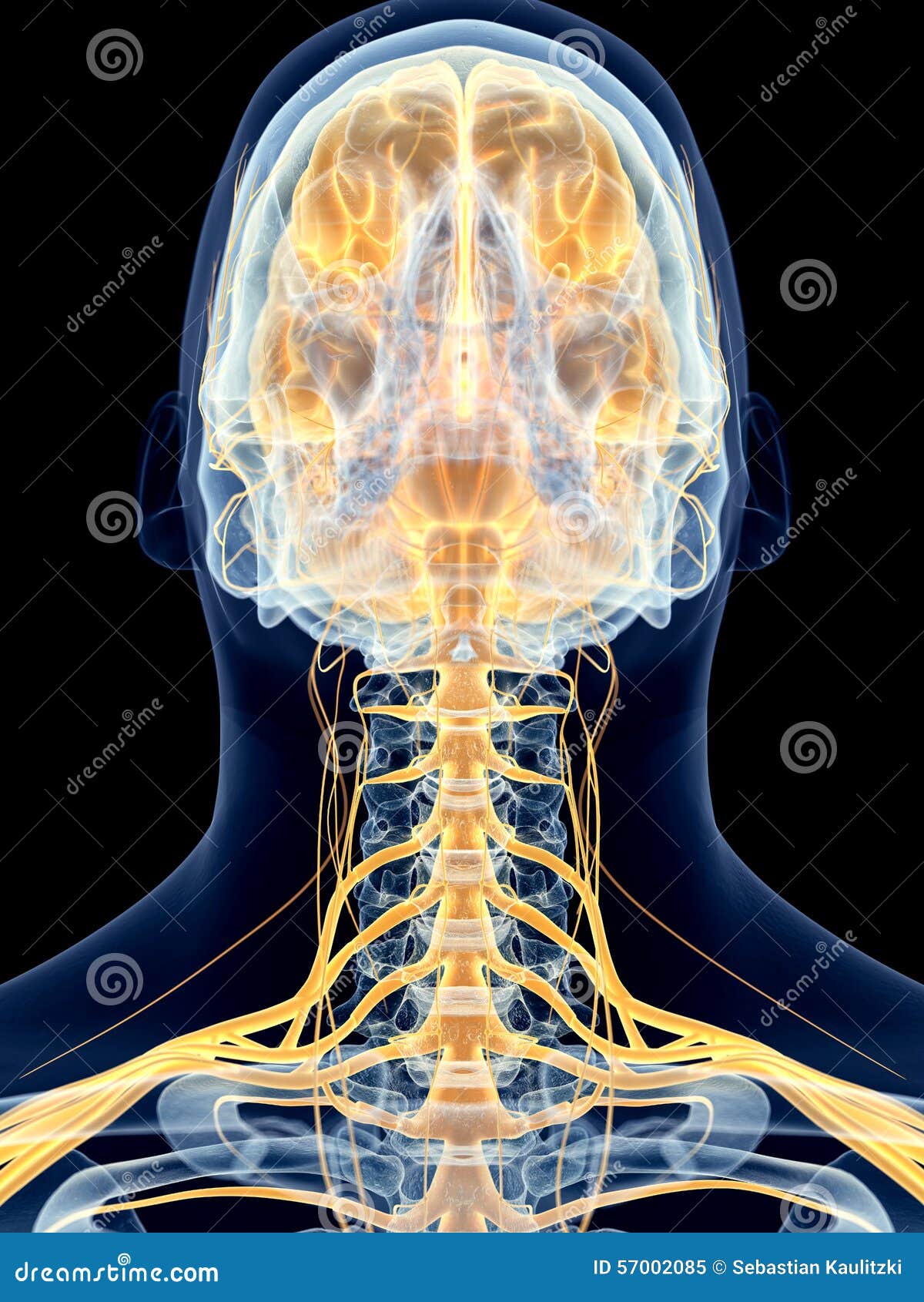 The cervical nerves stock illustration. Illustration of plexus - 57002085