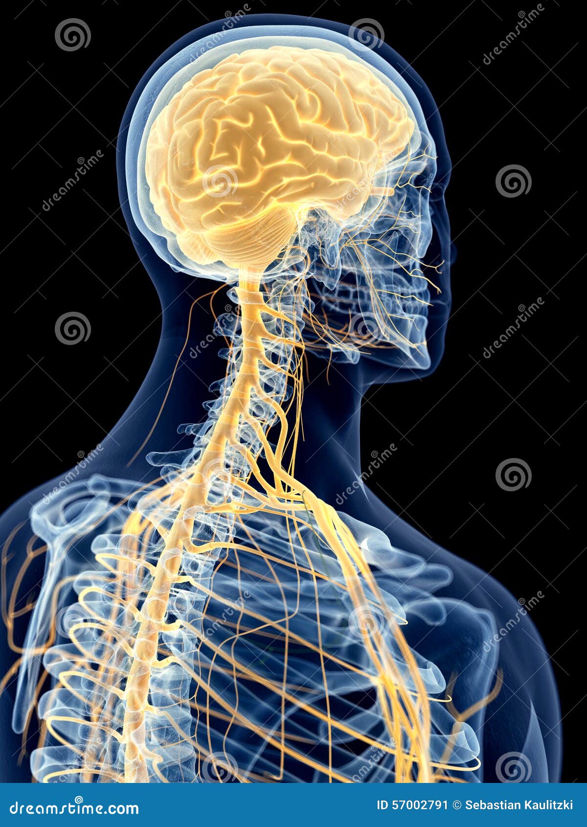 The cervical nerves stock illustration. Illustration of human - 57002791