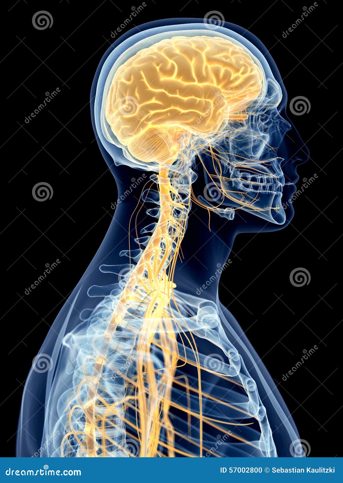 The cervical nerves stock illustration. Illustration of biology - 57002800