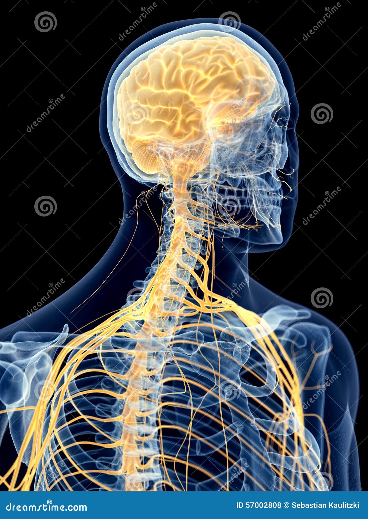 The cervical nerves stock illustration. Illustration of medical - 57002808
