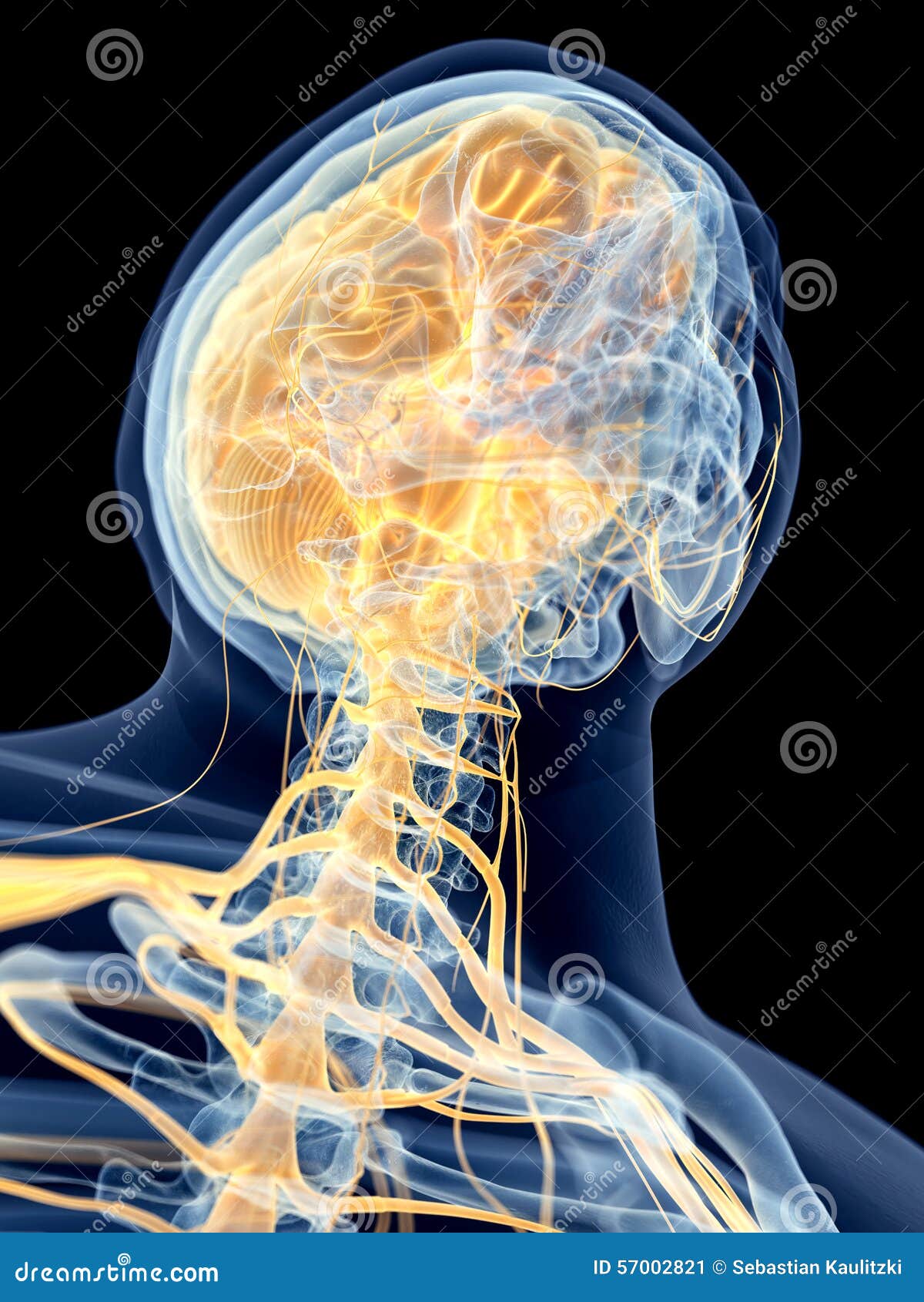 Cervical And Brachial Nerve Plexuses, Vintage Illustration Cartoon ...