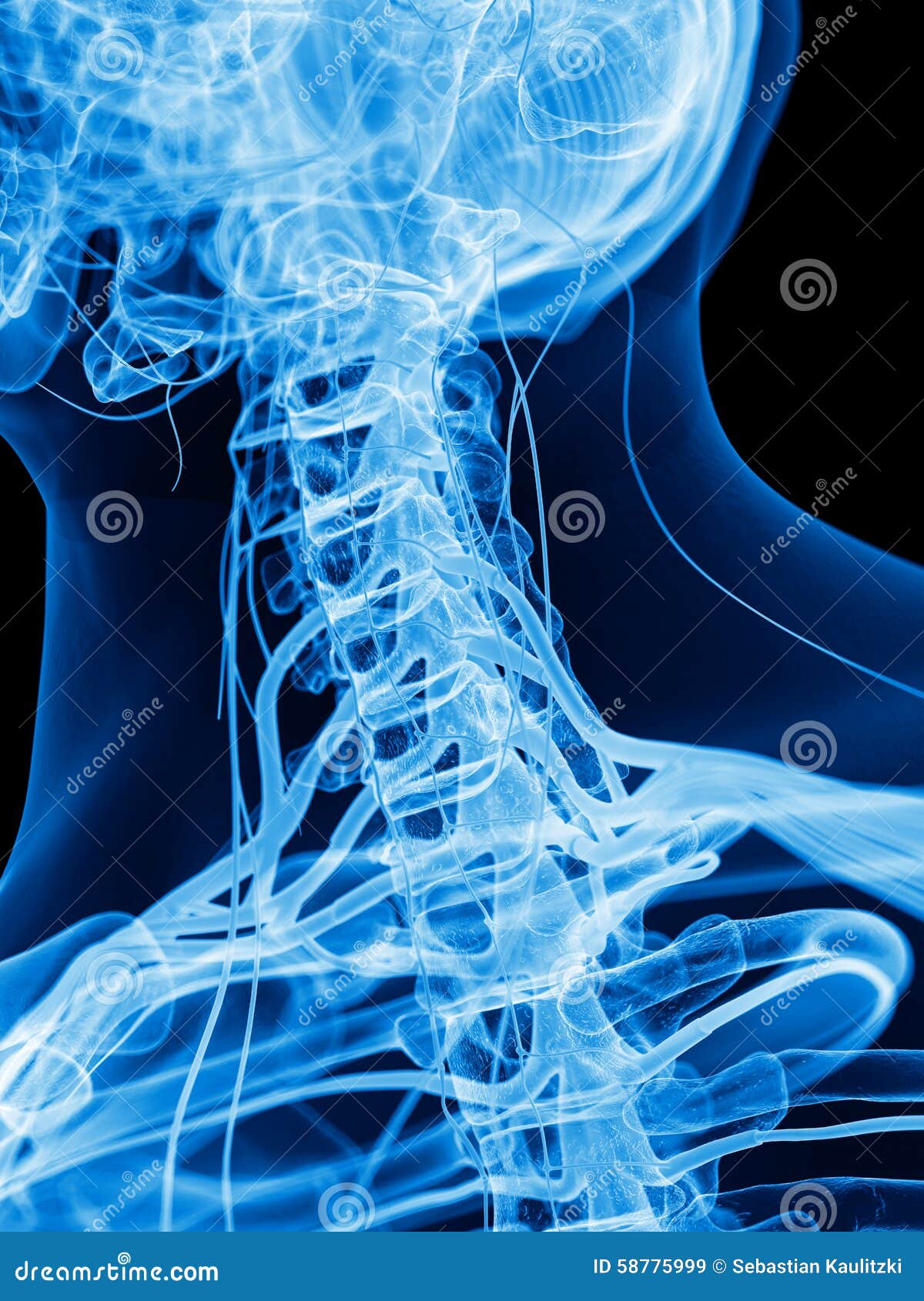 The cervical nerves stock illustration. Illustration of health - 58775999