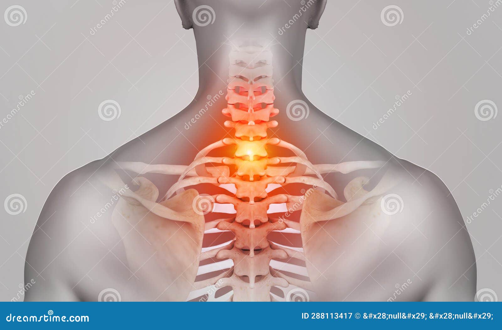 Cervical Section of the Spine Back View Stock Illustration ...