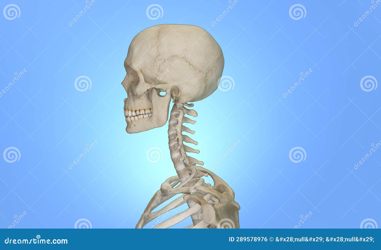 X Ray Of Cervical Section Of The Spine Royalty-Free Stock Image ...
