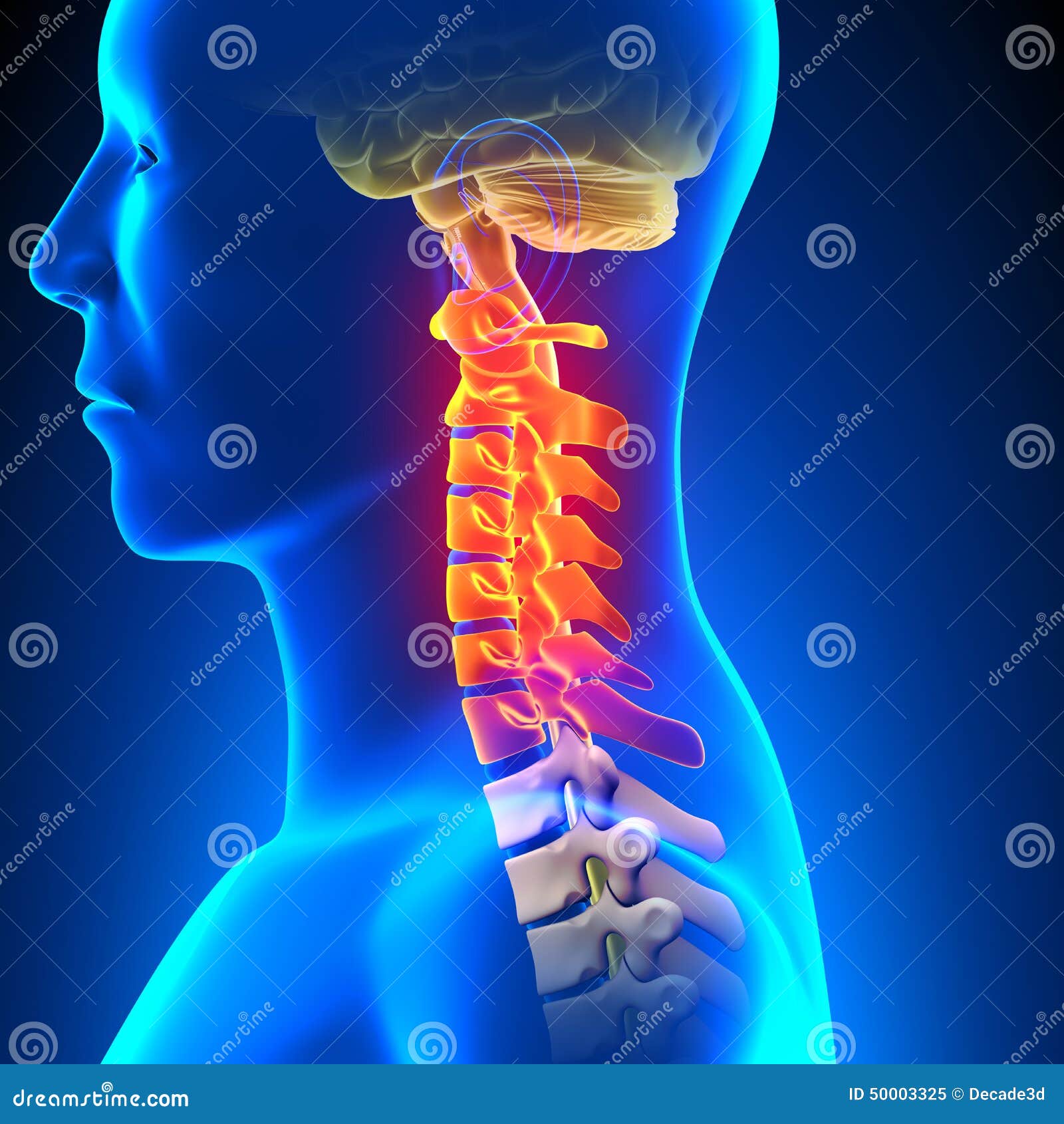 Spine Anatomy Human Body Royalty-Free Illustration | CartoonDealer.com ...