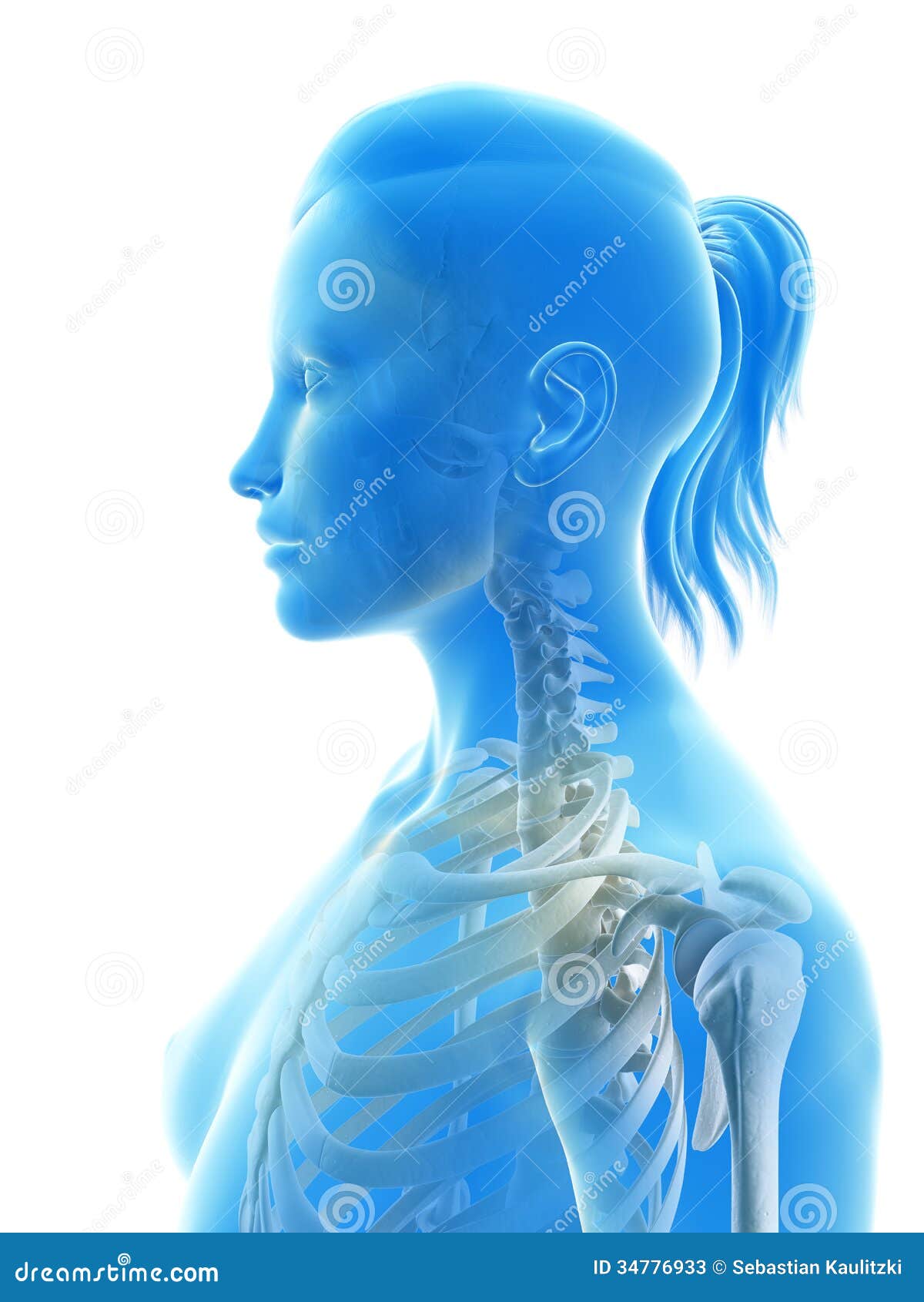 The cervical spine stock illustration. Illustration of skeleton - 34776933