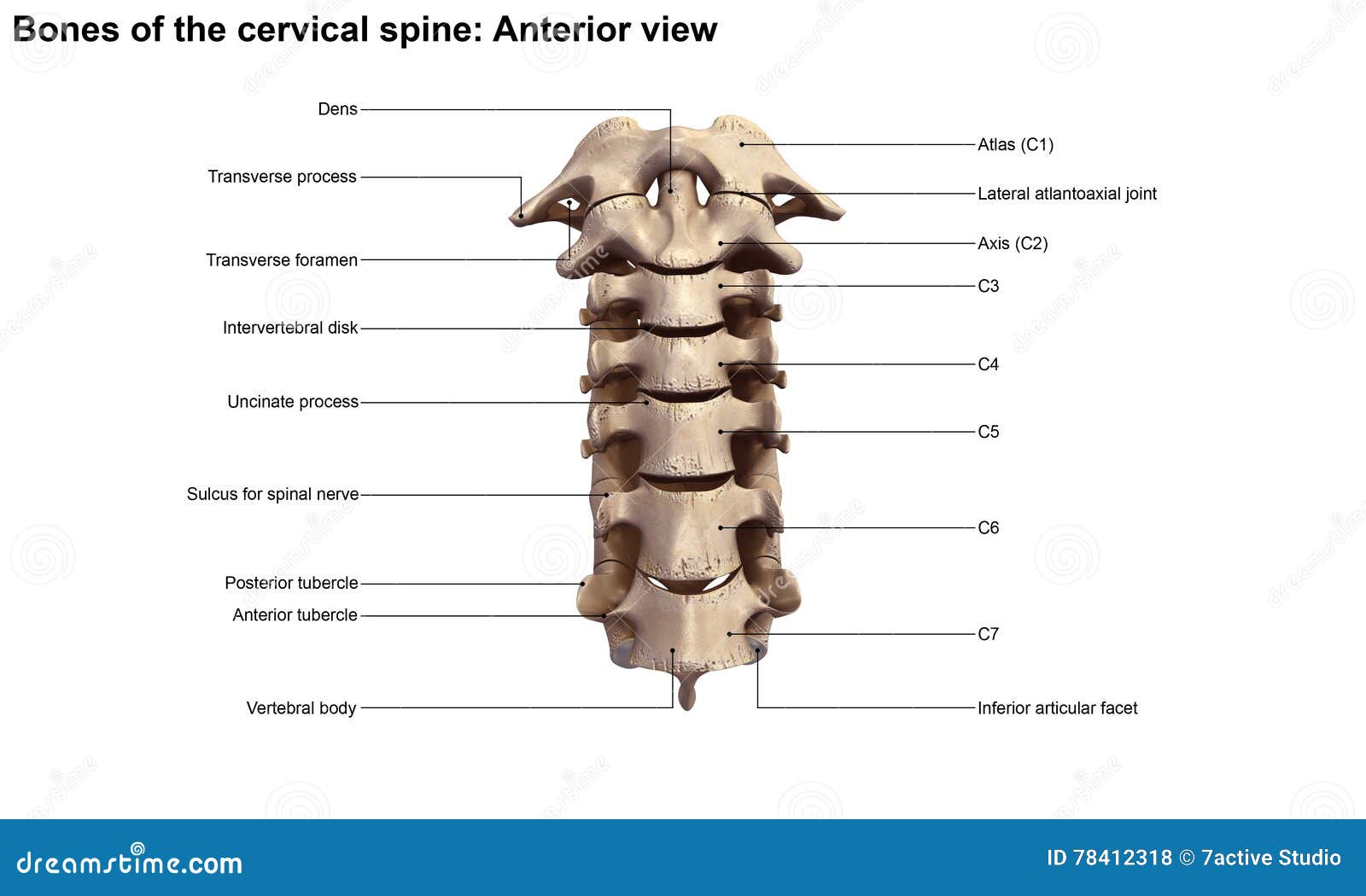 Cervical Spine stock illustration. Illustration of neck - 78412318