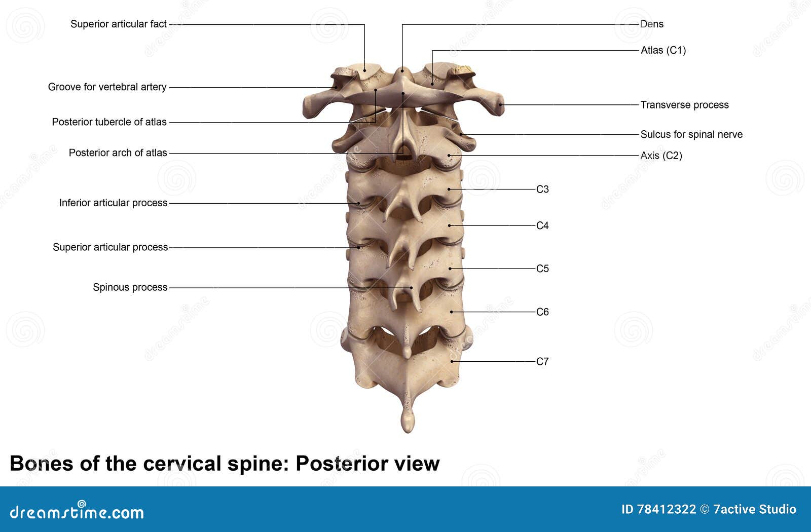 Cervical Spine stock illustration. Illustration of hand - 78412322