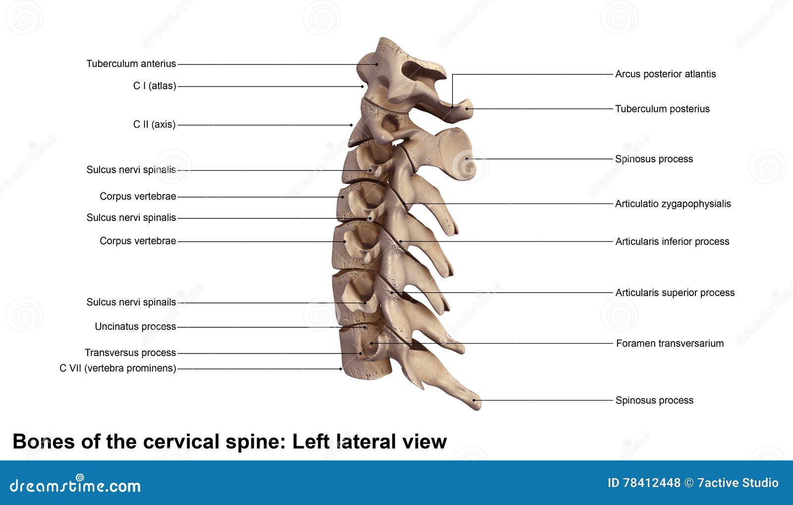 Cervical Spine stock illustration. Illustration of organism - 78412448