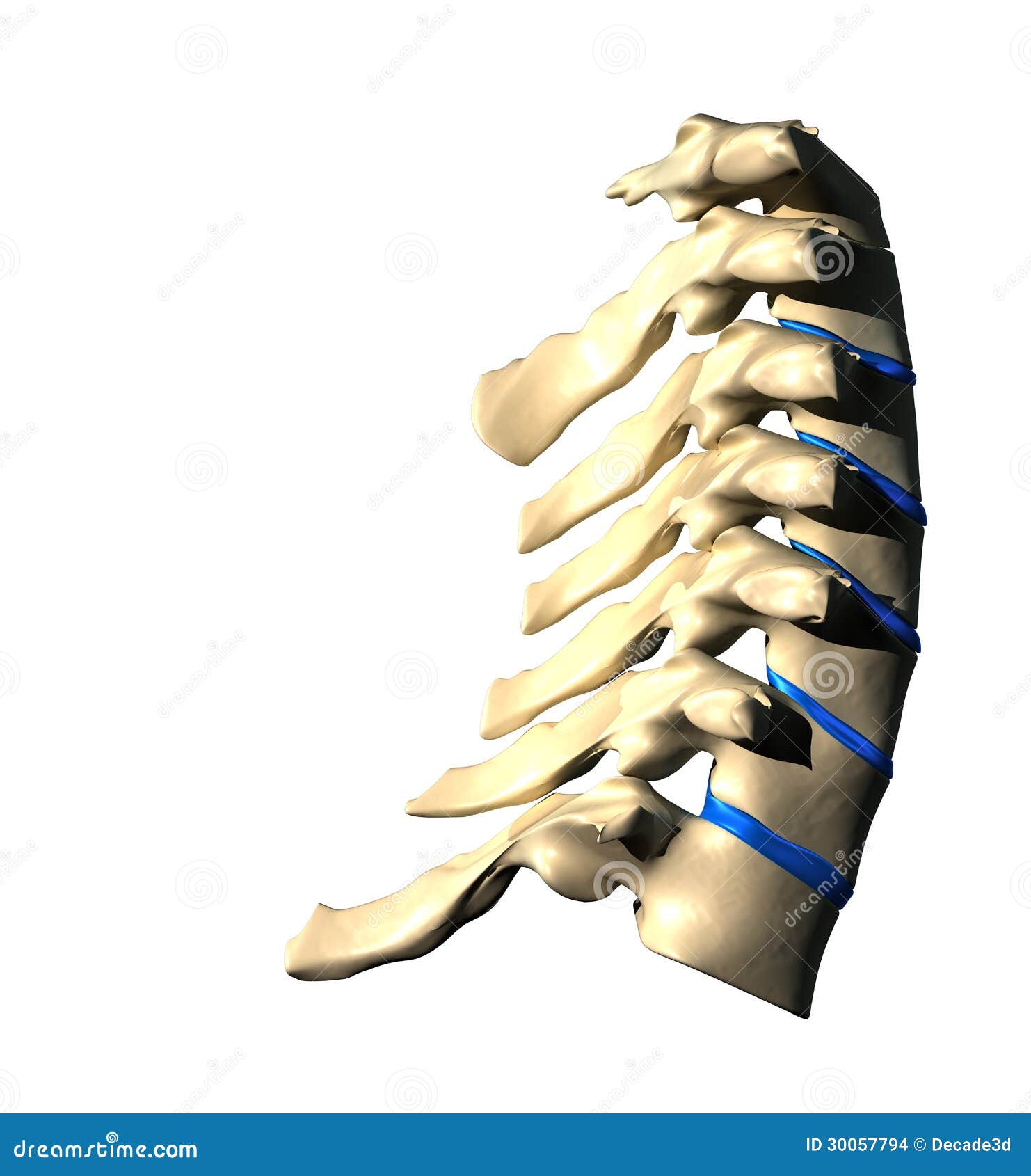 Cervical Spine - Lateral View / Side View Stock Illustration ...