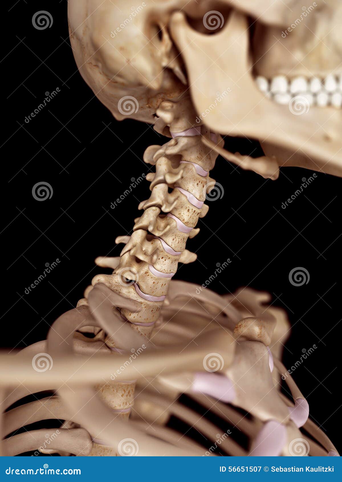 The cervical spine stock illustration. Illustration of vertebrae - 56651507