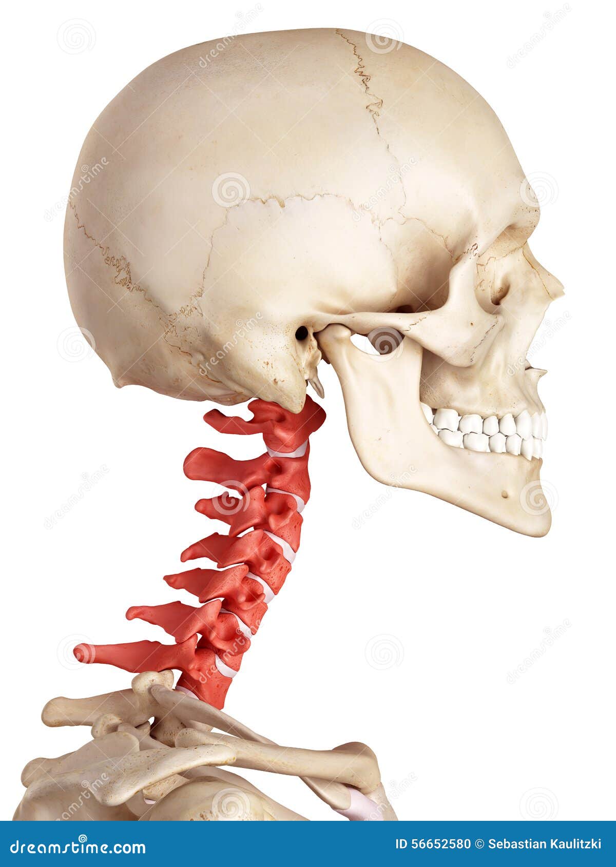 Cervical Spine Anatomy Royalty-Free Stock Photography | CartoonDealer ...