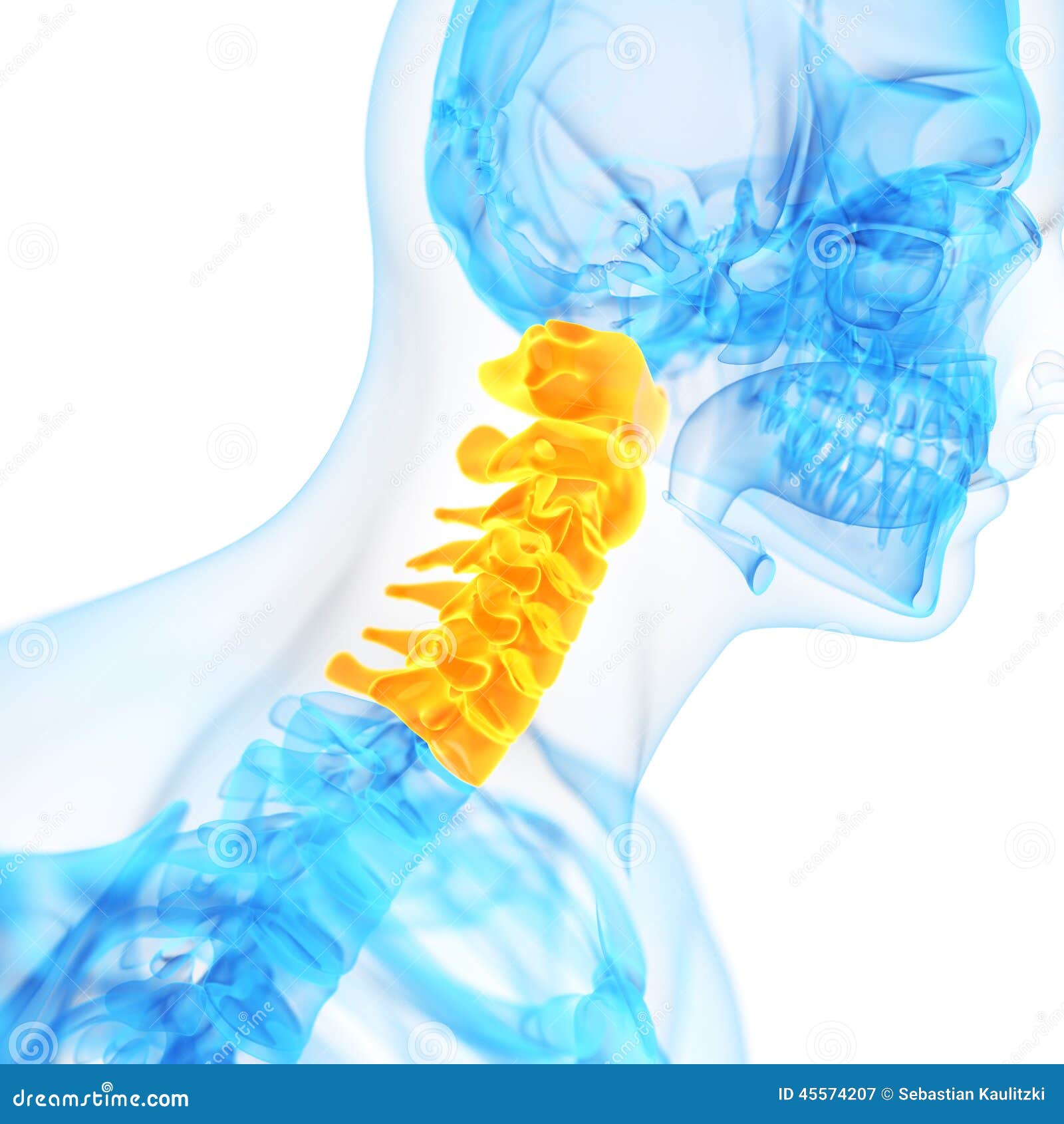 The cervical spine stock illustration. Illustration of science - 45574207