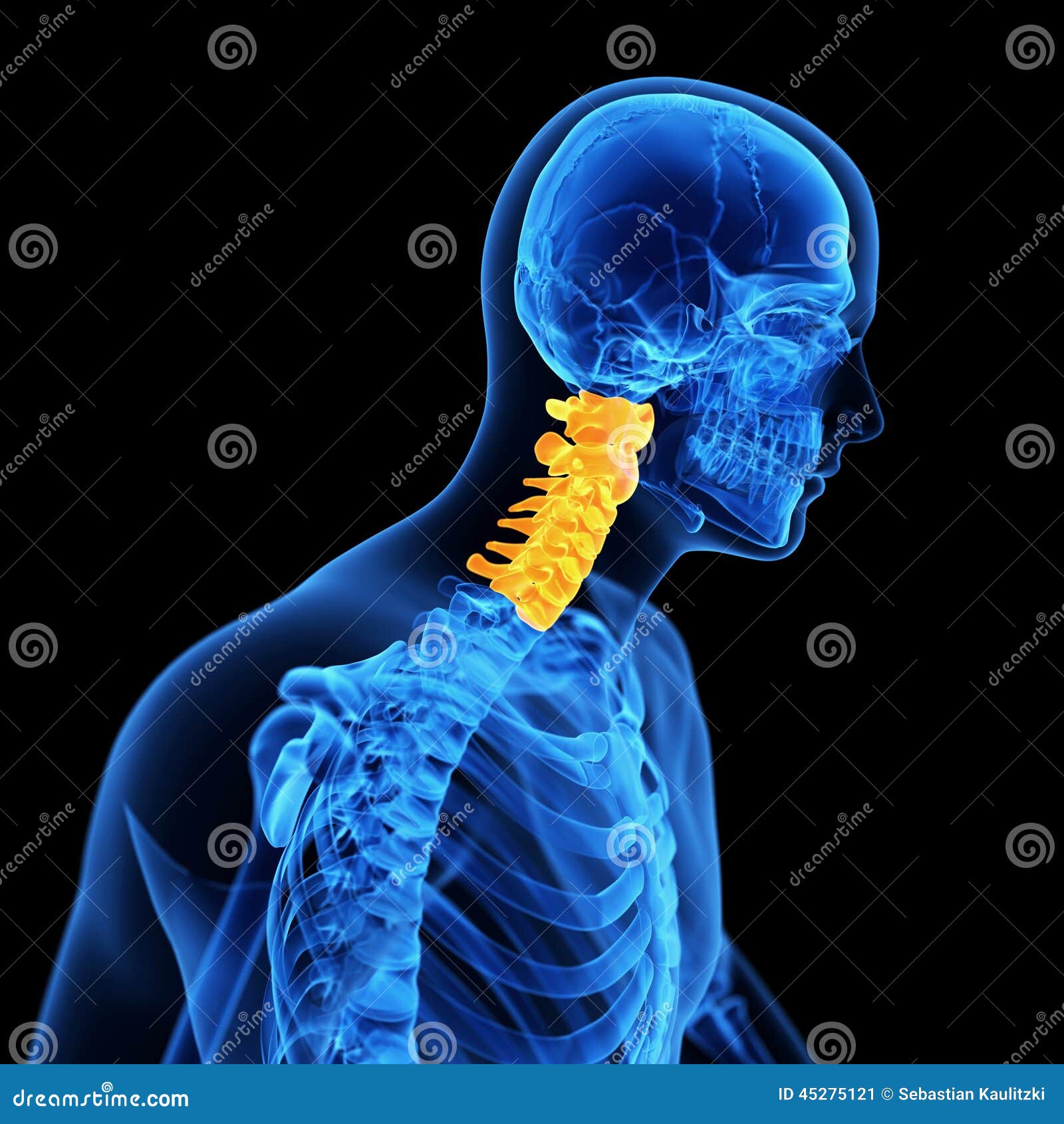 Cervical Spine Vector Illustration | CartoonDealer.com #46287426