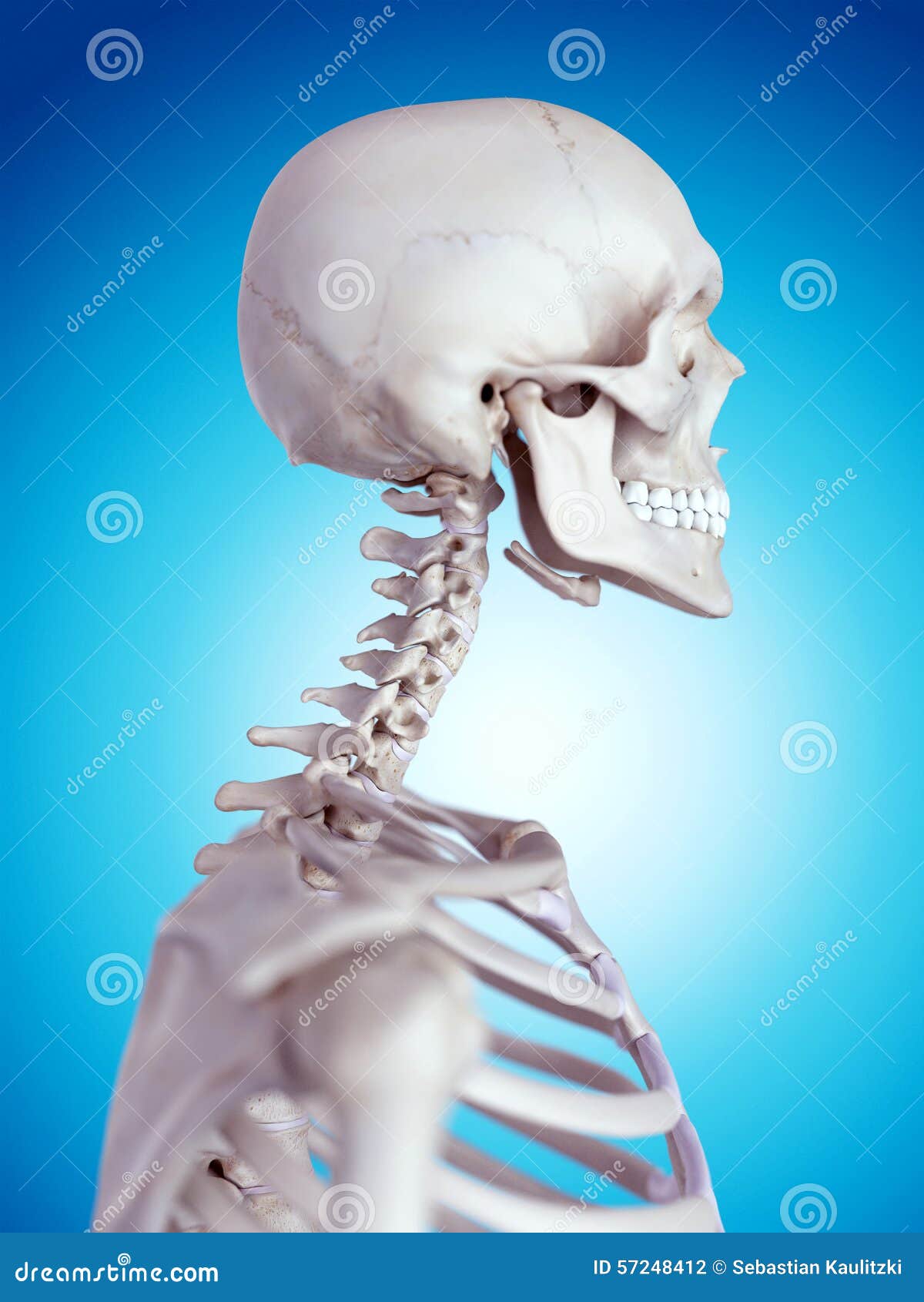 3D Illustration Of Cervical Spine, Medical Concept. | CartoonDealer.com ... 3D Illustration Of Cervical Spine, Medical Concept. | CartoonDealer.com ...