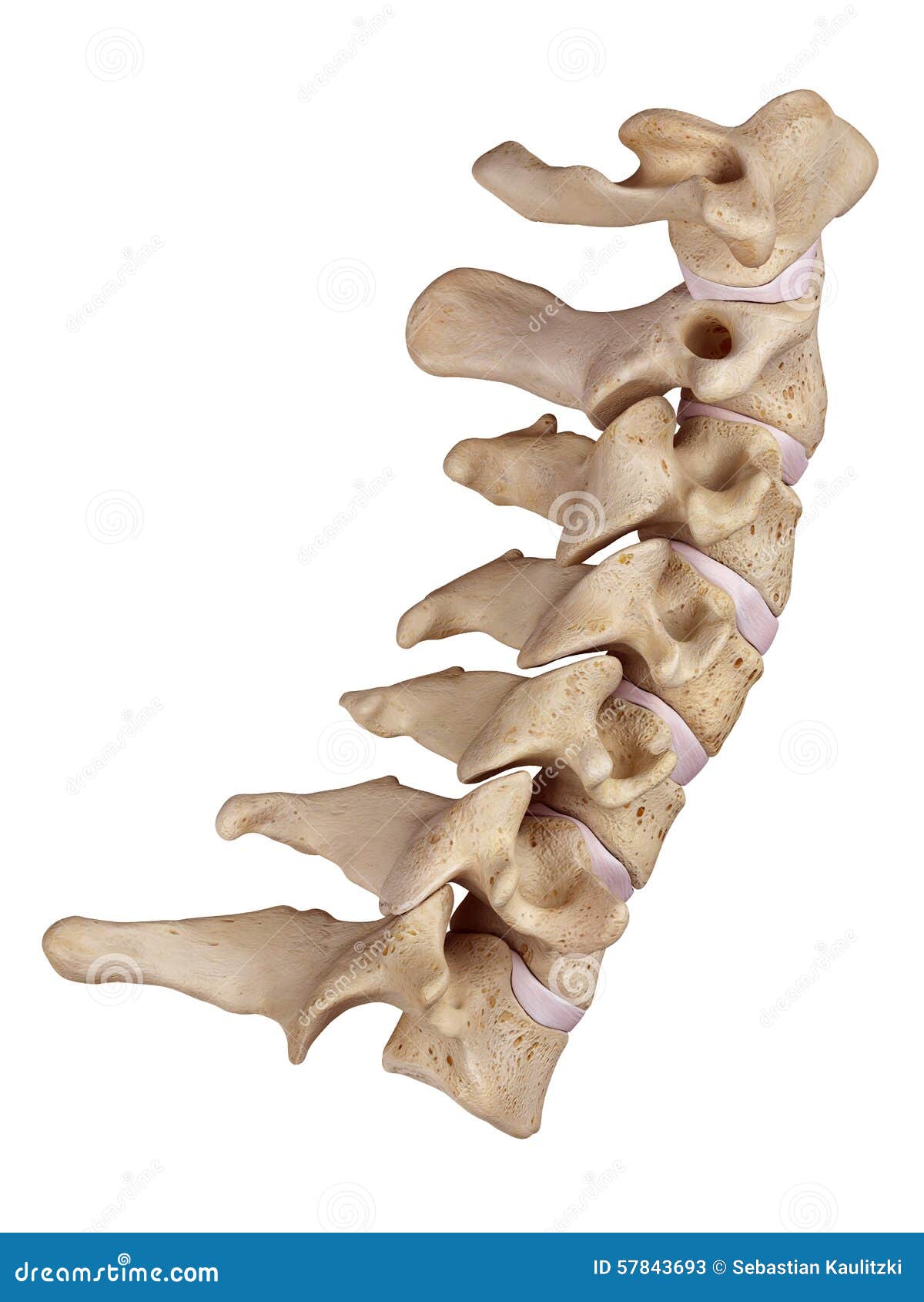 The cervical spine stock illustration. Illustration of skeletal - 57843693
