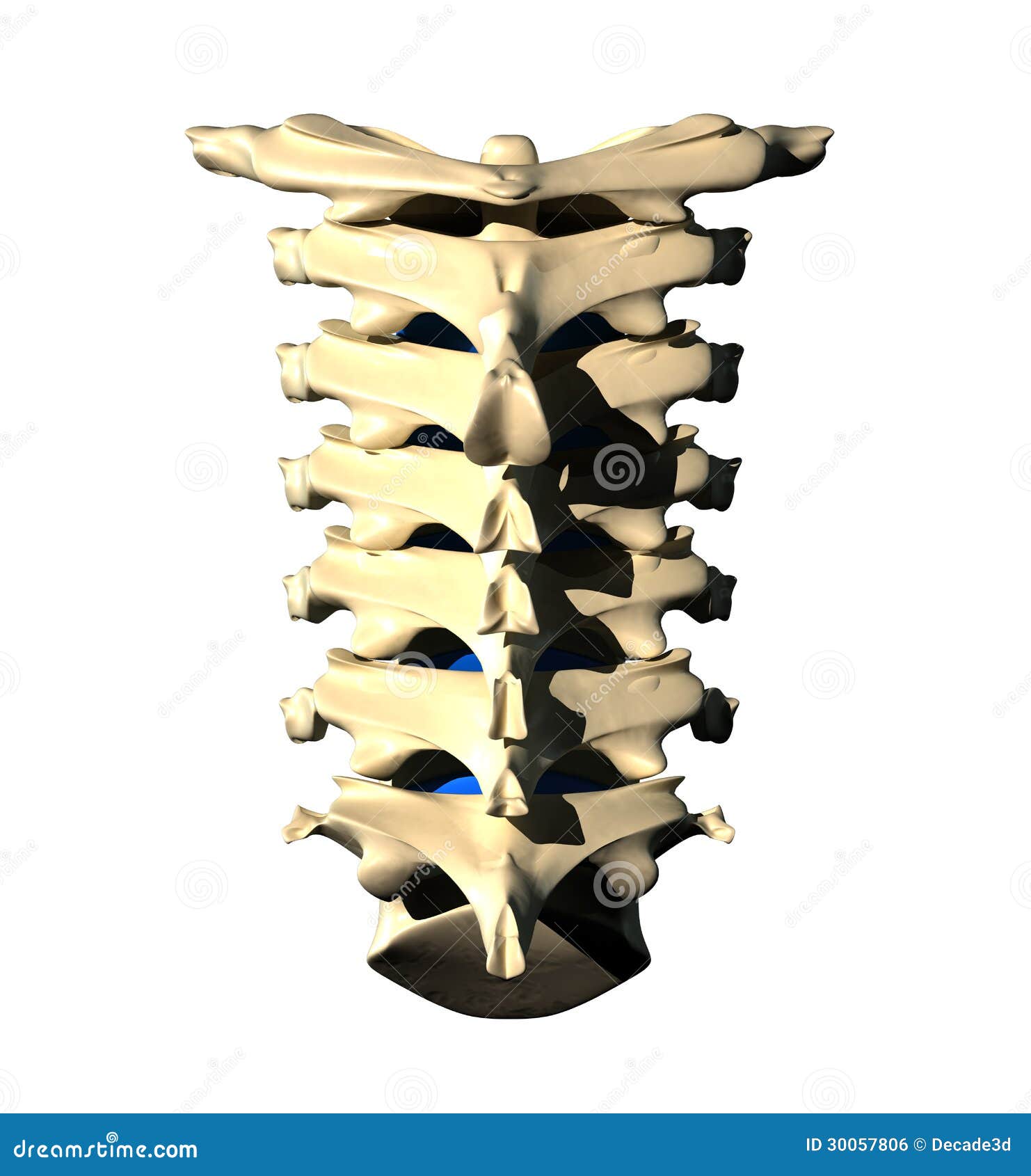 Cervical Spine Posterior Muscles