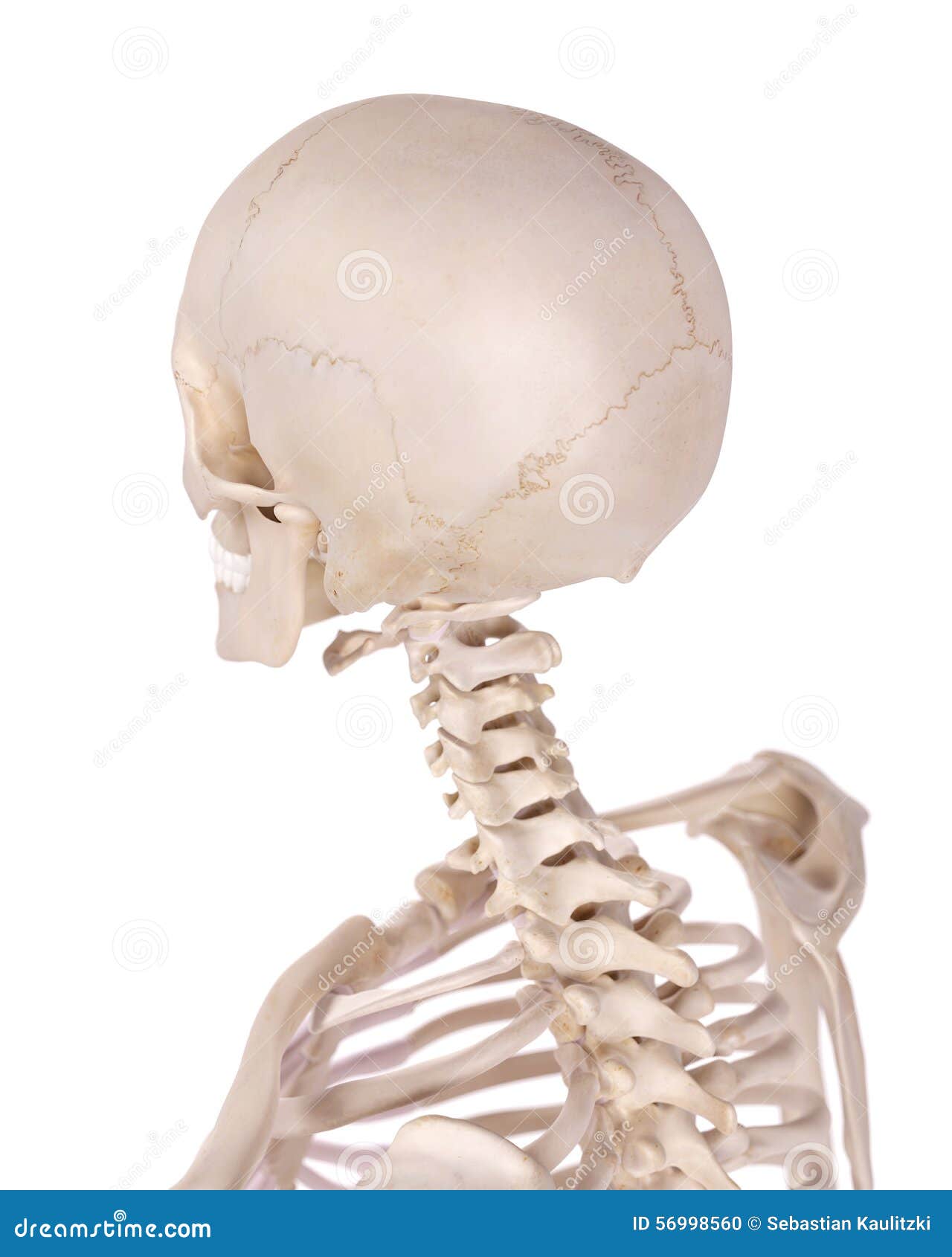 The Cervical Spine and Skull Stock Illustration - Illustration of head ...