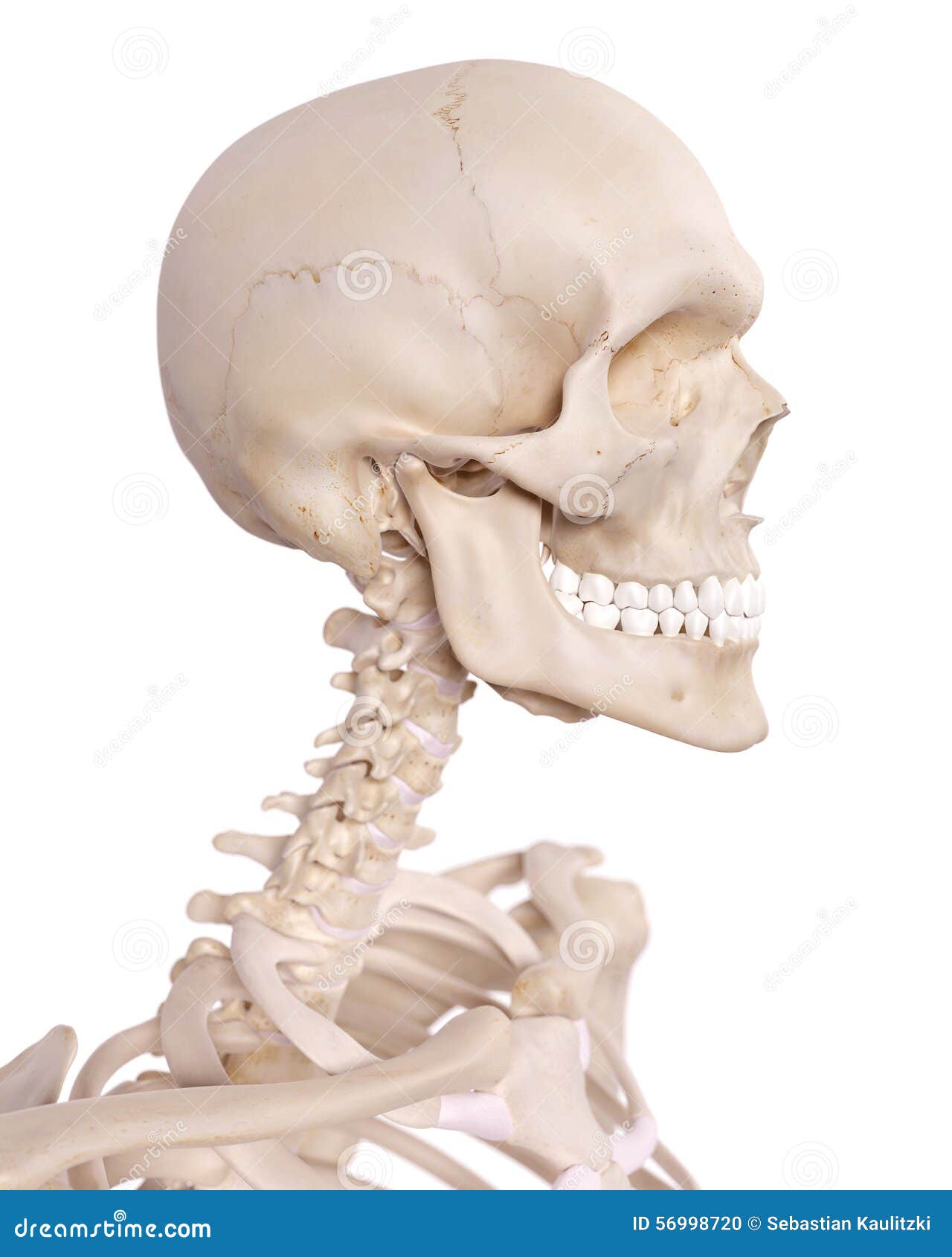 The Cervical Spine and Skull Stock Illustration - Illustration of ...