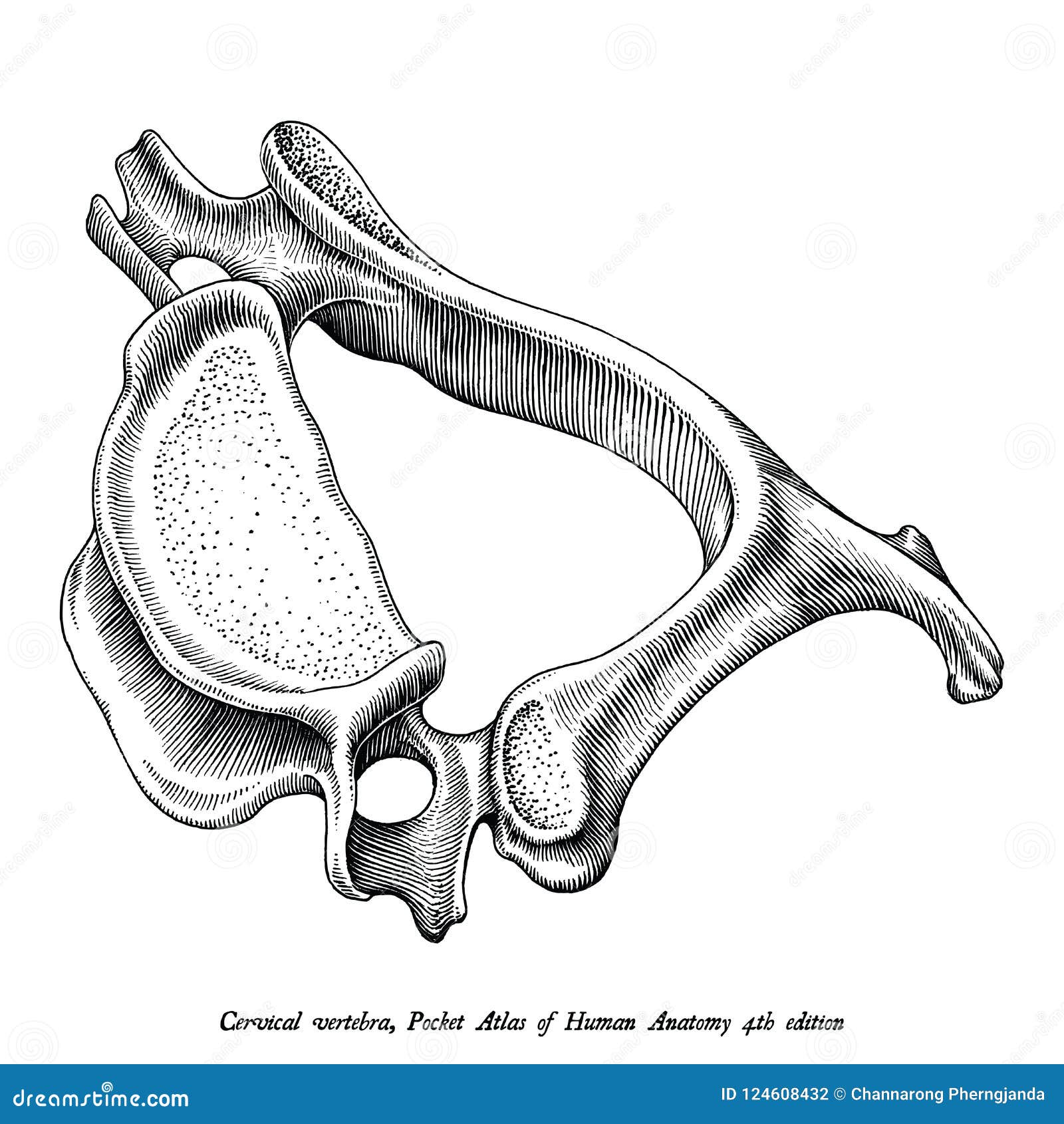 Cervical Vertebra Human Anatomy Superior Lateral View Hand Draw Stock