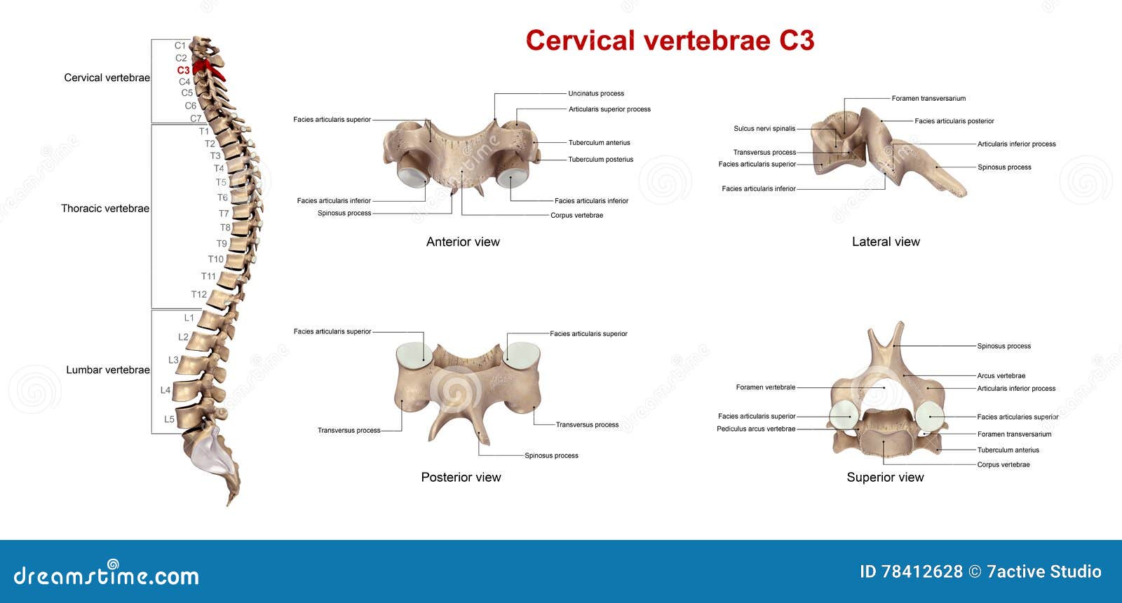Cervical Vertebrae Vector Illustration Scheme With Skull And C1 Atlas