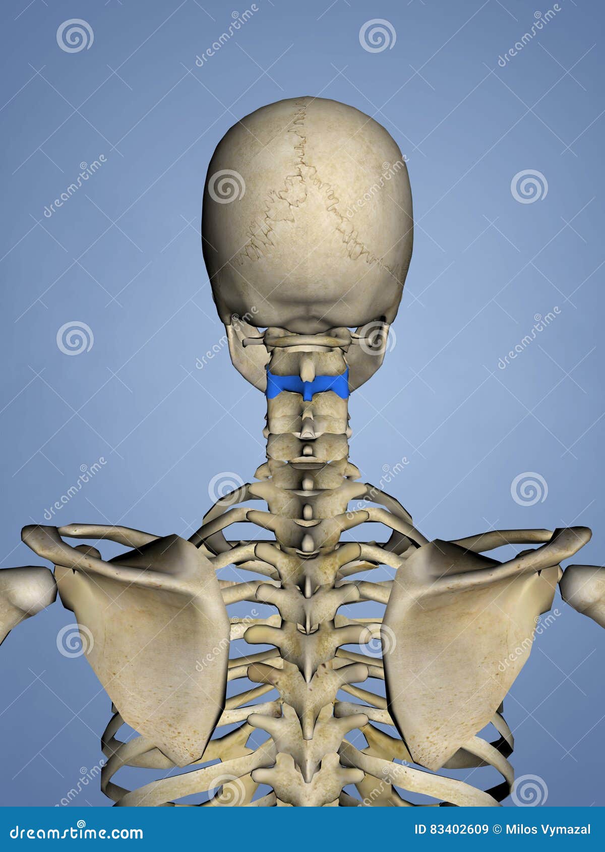Cervical Vertebrae M-SKEL C3-b-1, 3D Model Stock Illustration ...