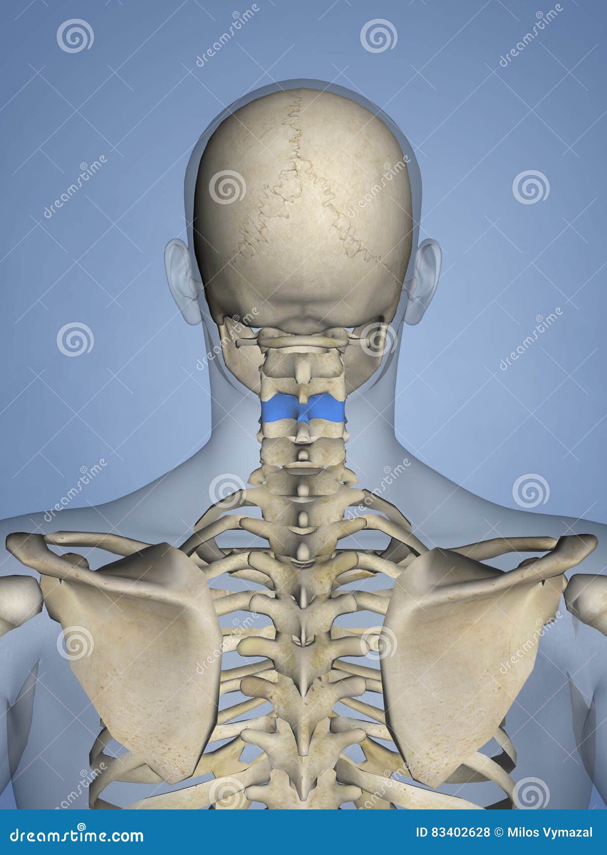 Cervical Vertebrae M-SKEL C4-b-2, 3D Model Stock Illustration ...