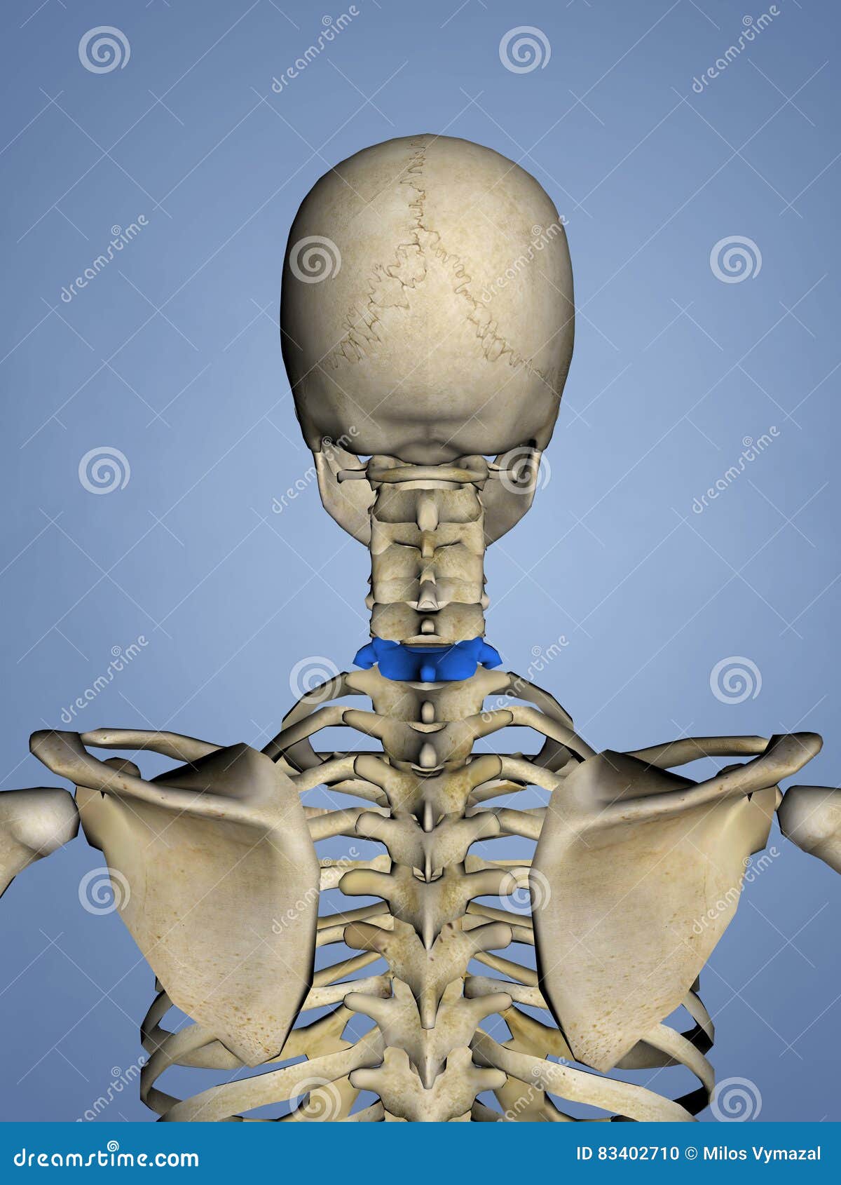 Cervical Vertebrae M-SKEL C7-b-1, 3D Model Stock Illustration ...