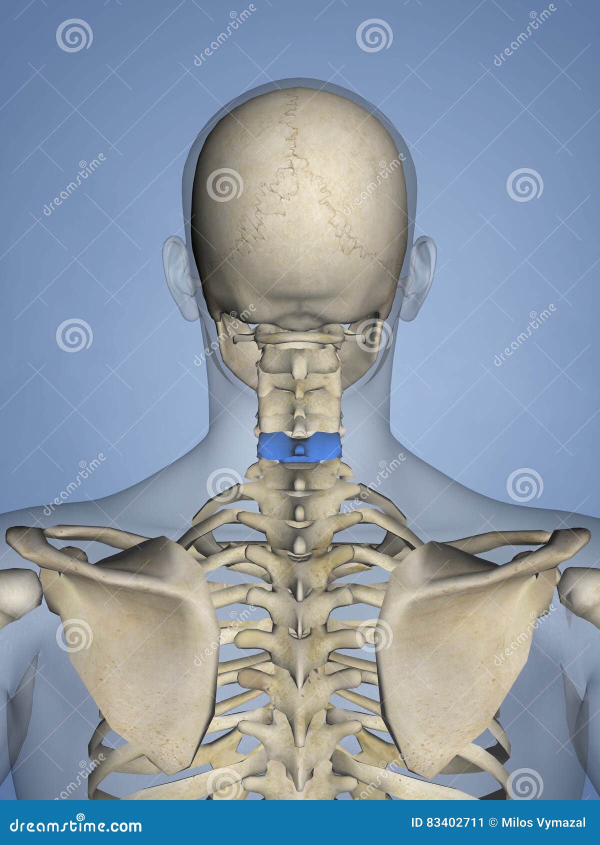 Cervical Vertebrae M-SKEL C6-b-2, 3D Model Stock Illustration ...