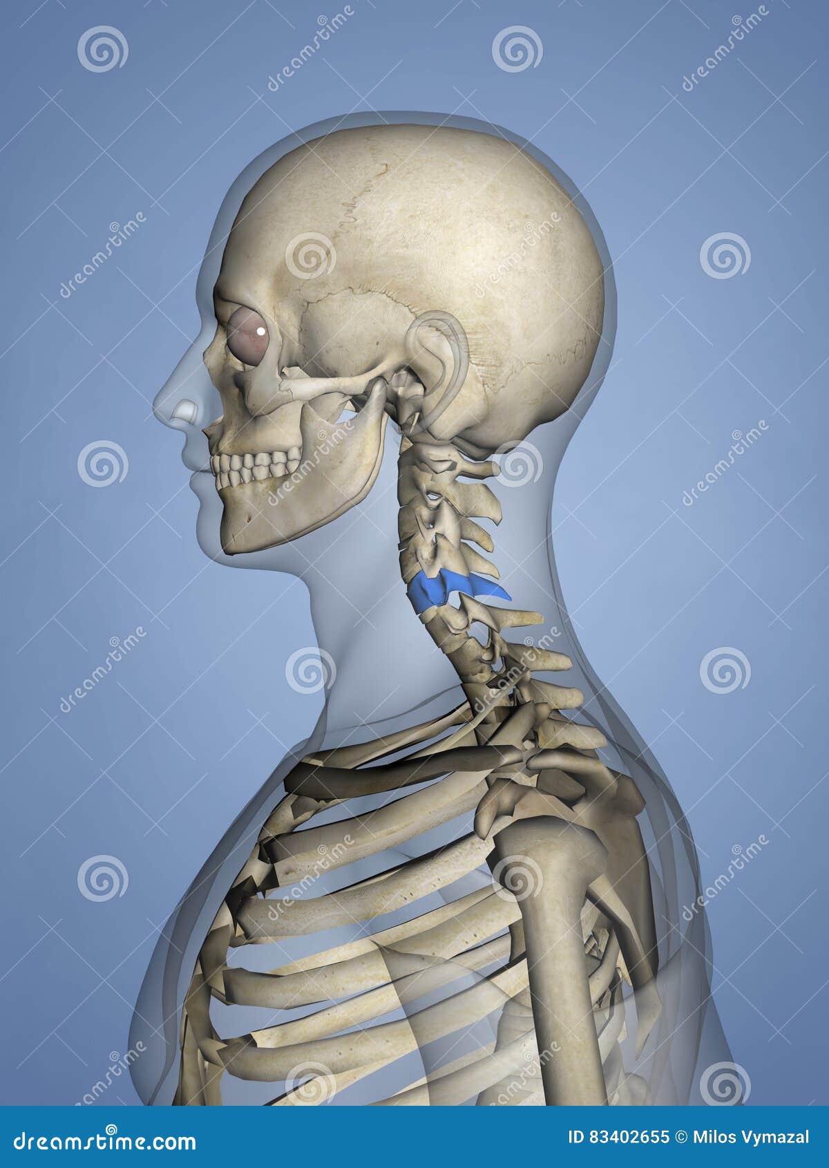 Cervical Vertebrae M-SKEL C5-l-2, 3D Model Stock Illustration ...